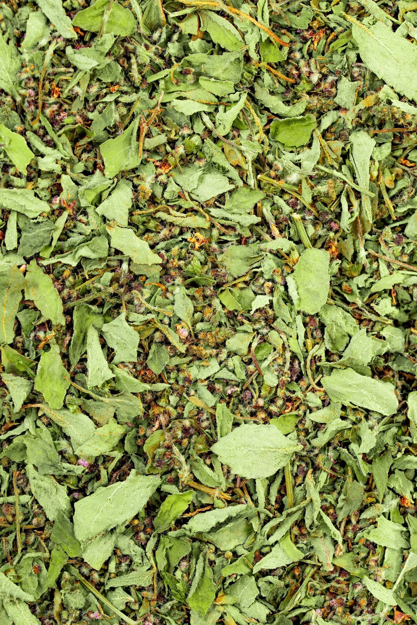 Benefits, Uses, and Growing Tulsi — Sacred Blossom Farm