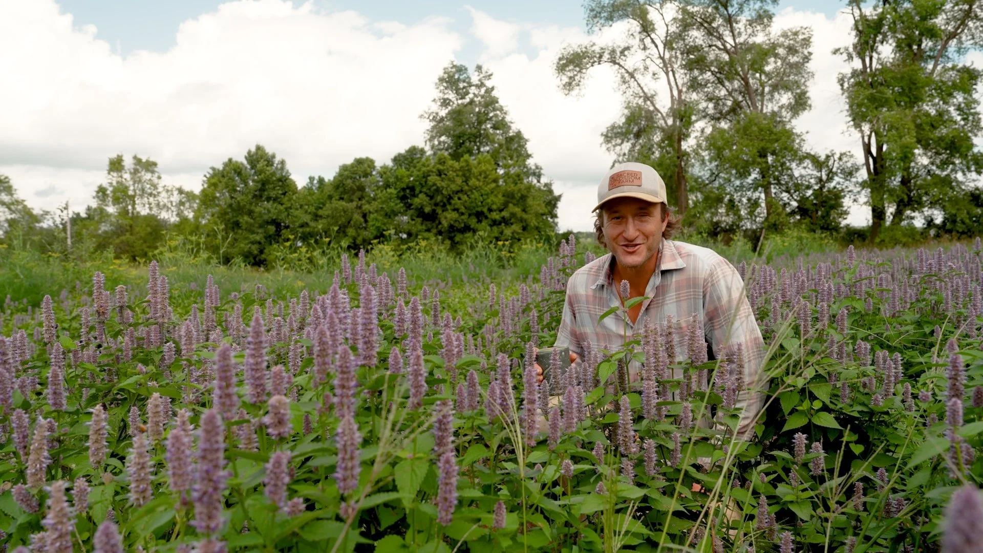 Uses, Benefits, and Growing Anise Hyssop — Sacred Blossom Farm