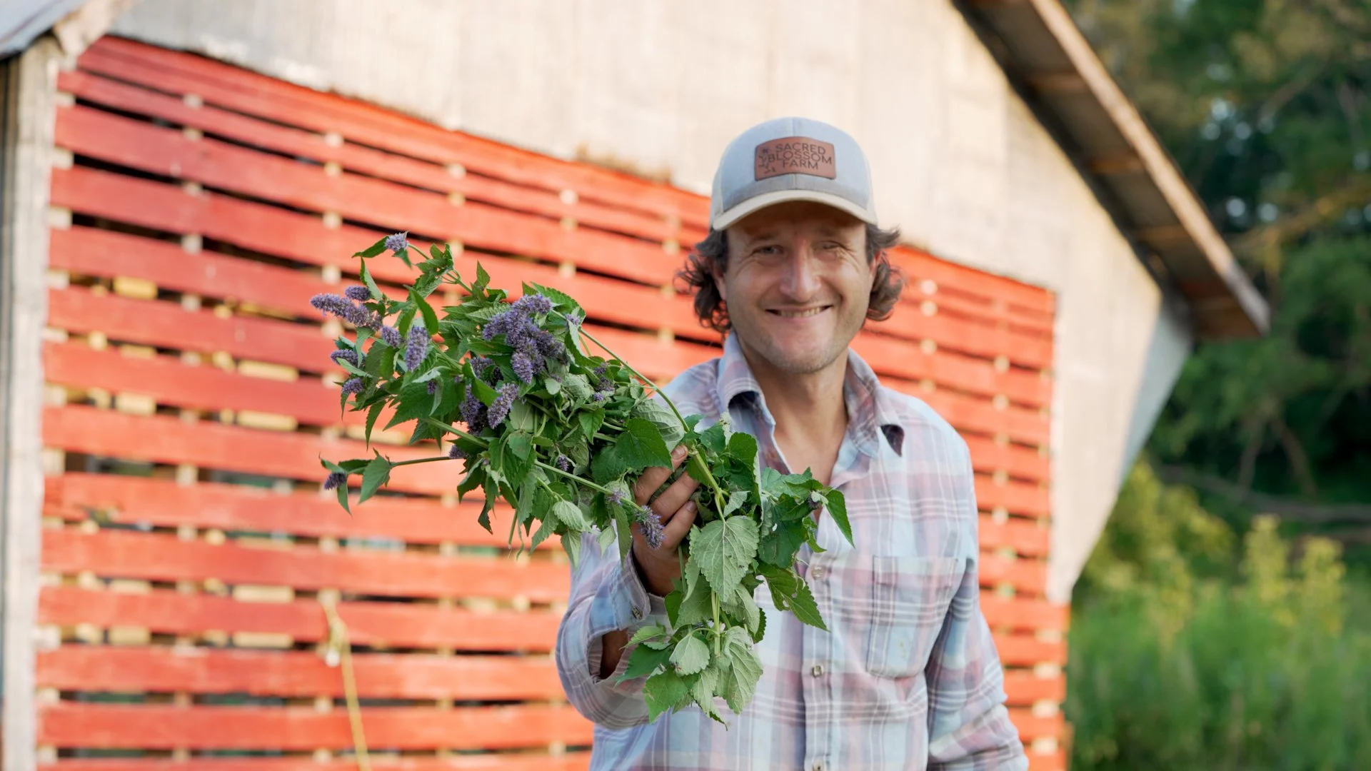 Uses, Benefits, and Growing Anise Hyssop — Sacred Blossom Farm