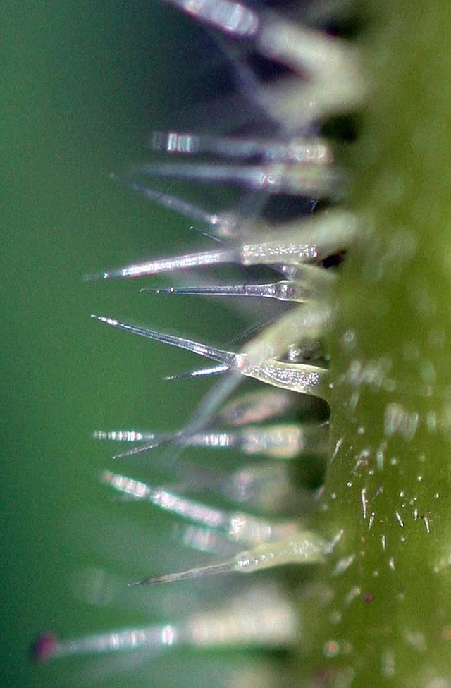 Benefits, Uses, and Growing Nettle — Sacred Blossom Farm