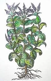 Uses, Benefits, and Growing Mint — Sacred Blossom Farm