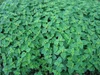 Benefits, Uses, and Growing Nettle — Sacred Blossom Farm
