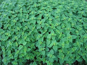 Benefits, Uses, and Growing Nettle — Sacred Blossom Farm
