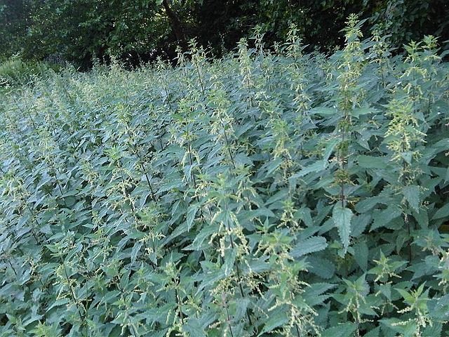 Benefits, Uses, and Growing Nettle — Sacred Blossom Farm