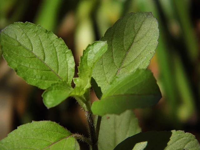 Benefits, Uses, and Growing Tulsi — Sacred Blossom Farm