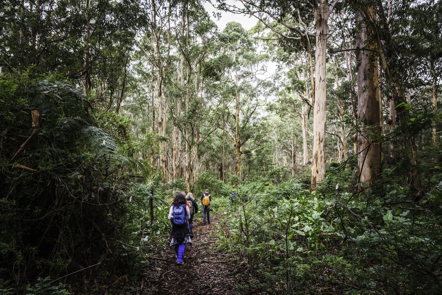 Edgewalkers | Walking Tours & Creativity Retreats | The Creativity ...