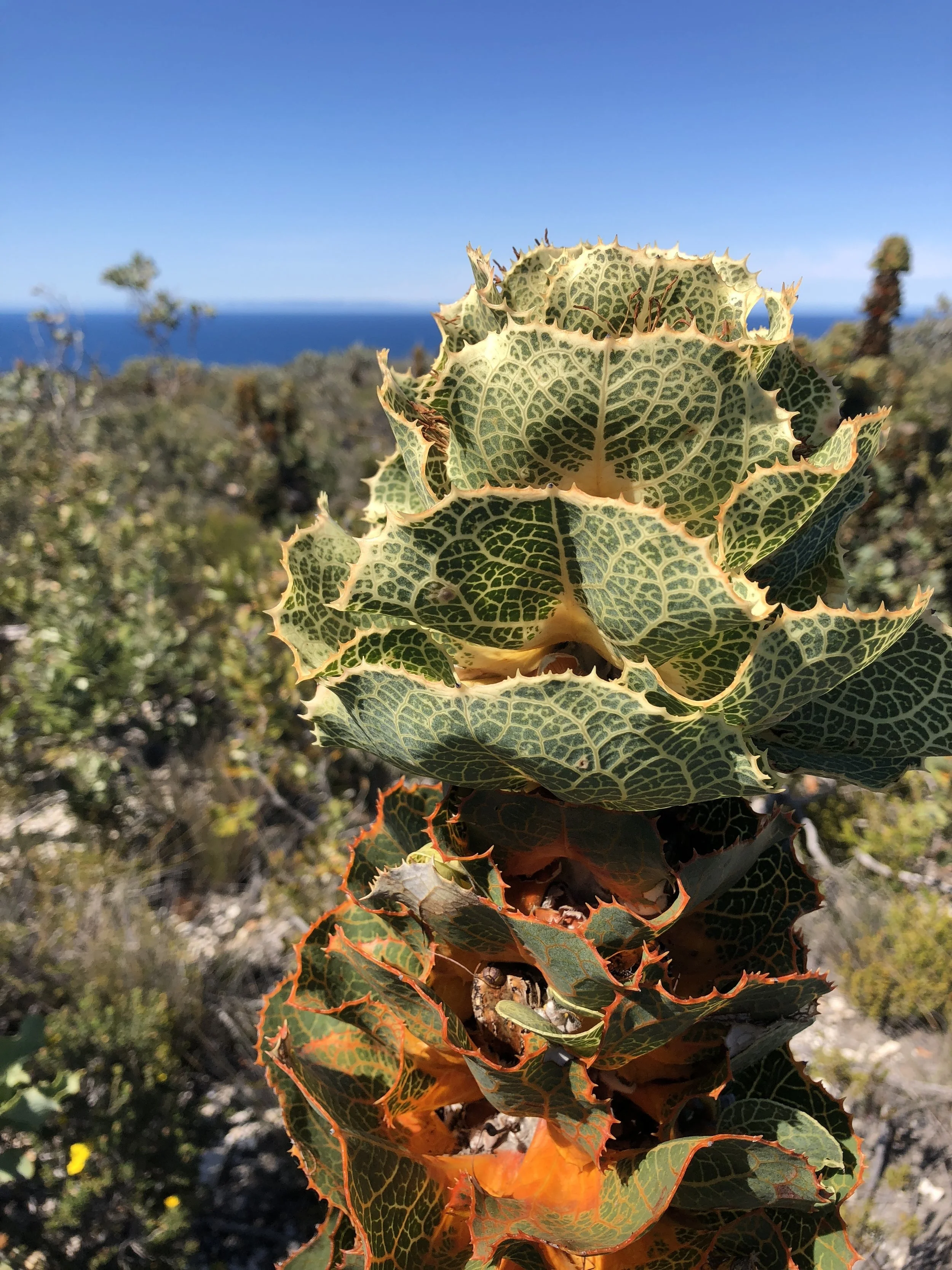Edgewalkers | Walking Tours & Creativity Retreats | Wildflowers Walking ...