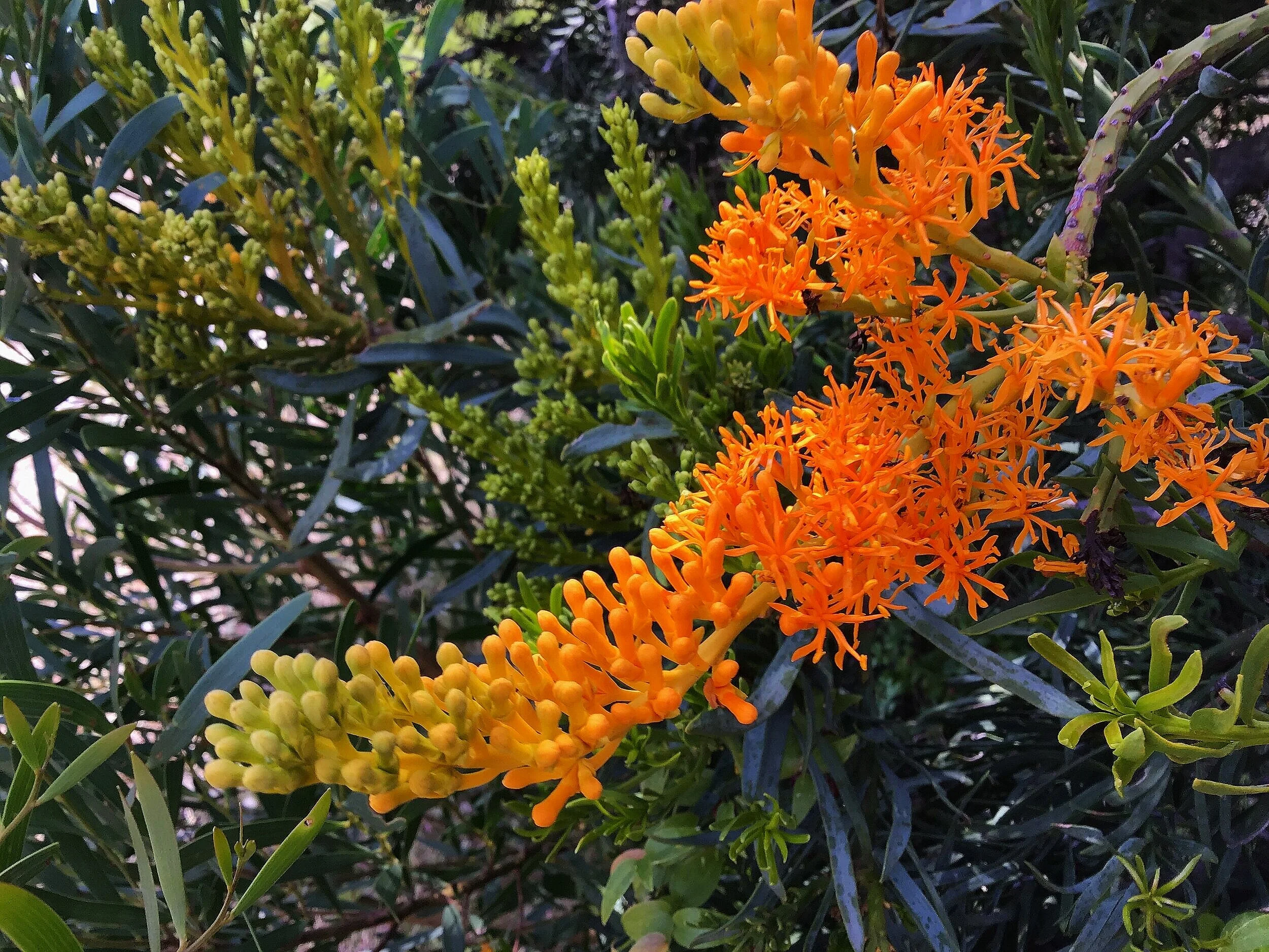 West Australian Christmas Tree or Nuytsia Floribunda or Mooja or Kanyaa ...