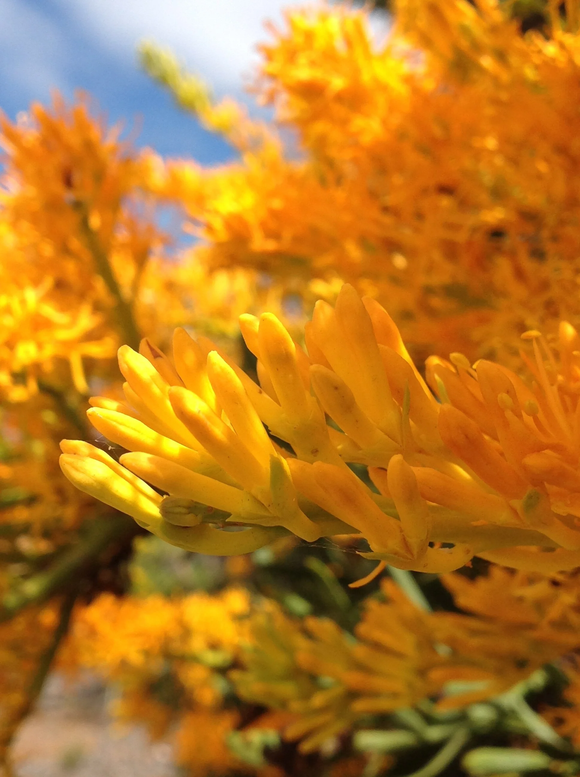 West Australian Christmas Tree or Nuytsia Floribunda or Mooja or Kanyaa ...