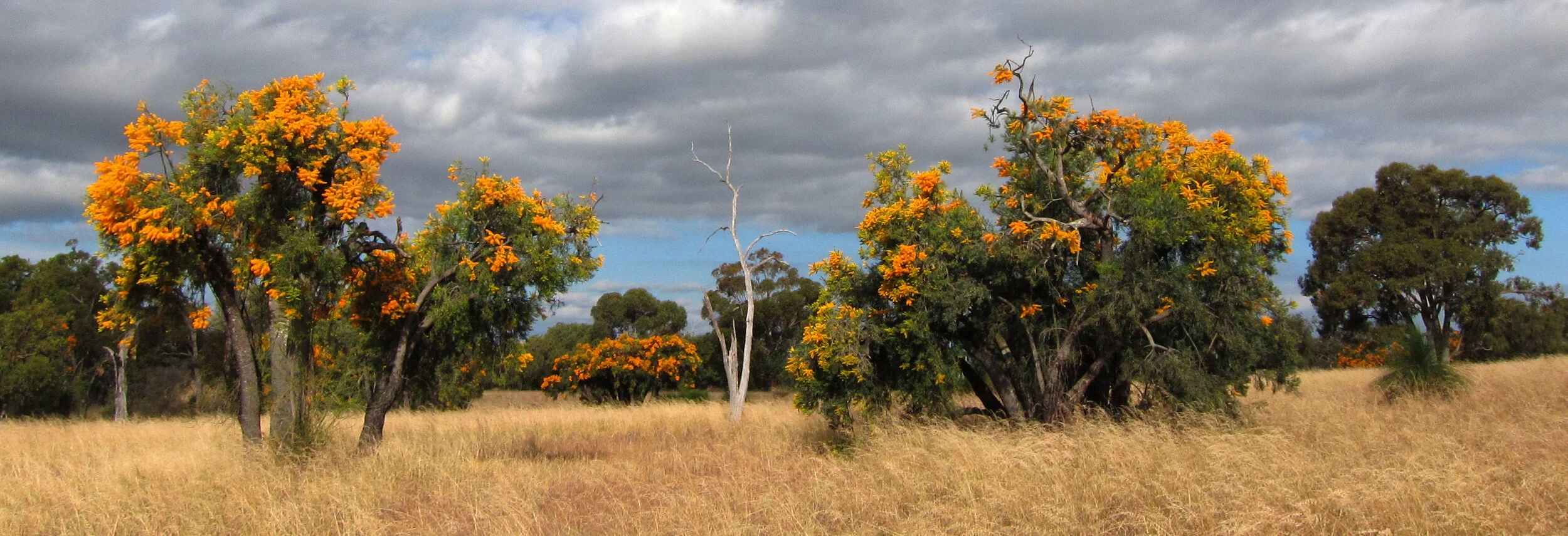 West Australian Christmas Tree or Nuytsia Floribunda or Mooja or Kanyaa ...