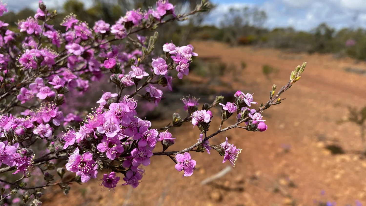 A Walk with Wildflowers through the Fitzgerald Biosphere Edgewalkers ...
