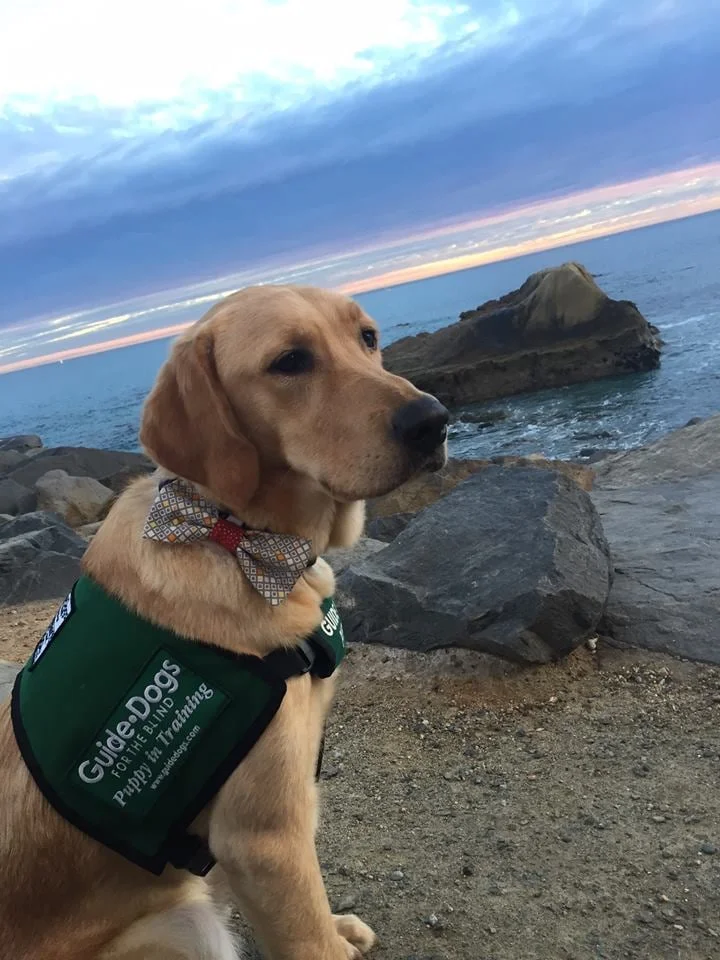 Working Guides — Guide Dogs for the Blind - Laguna Niguel Puppy Raisers