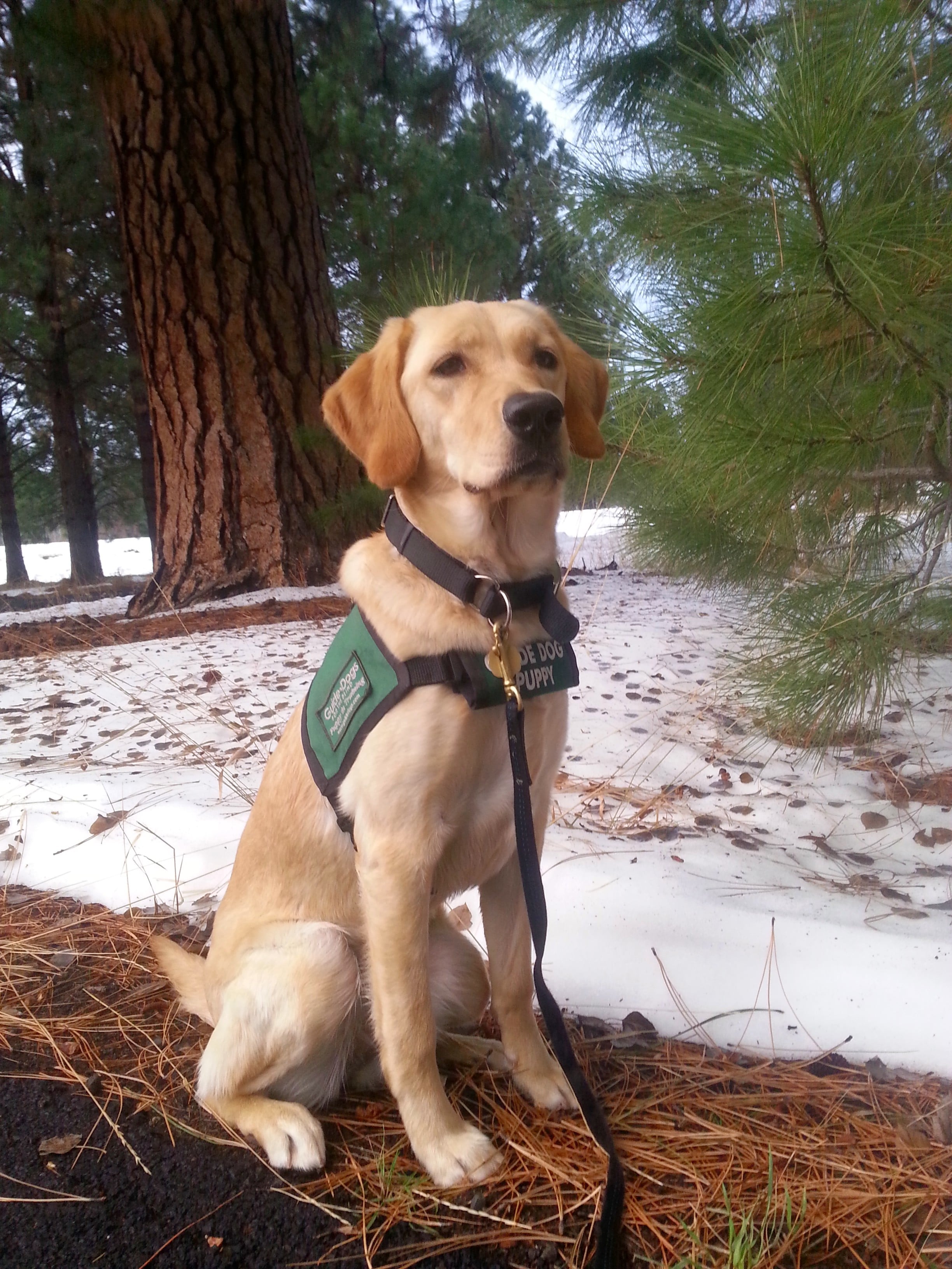 Working Guides — Guide Dogs for the Blind - Laguna Niguel Puppy Raisers