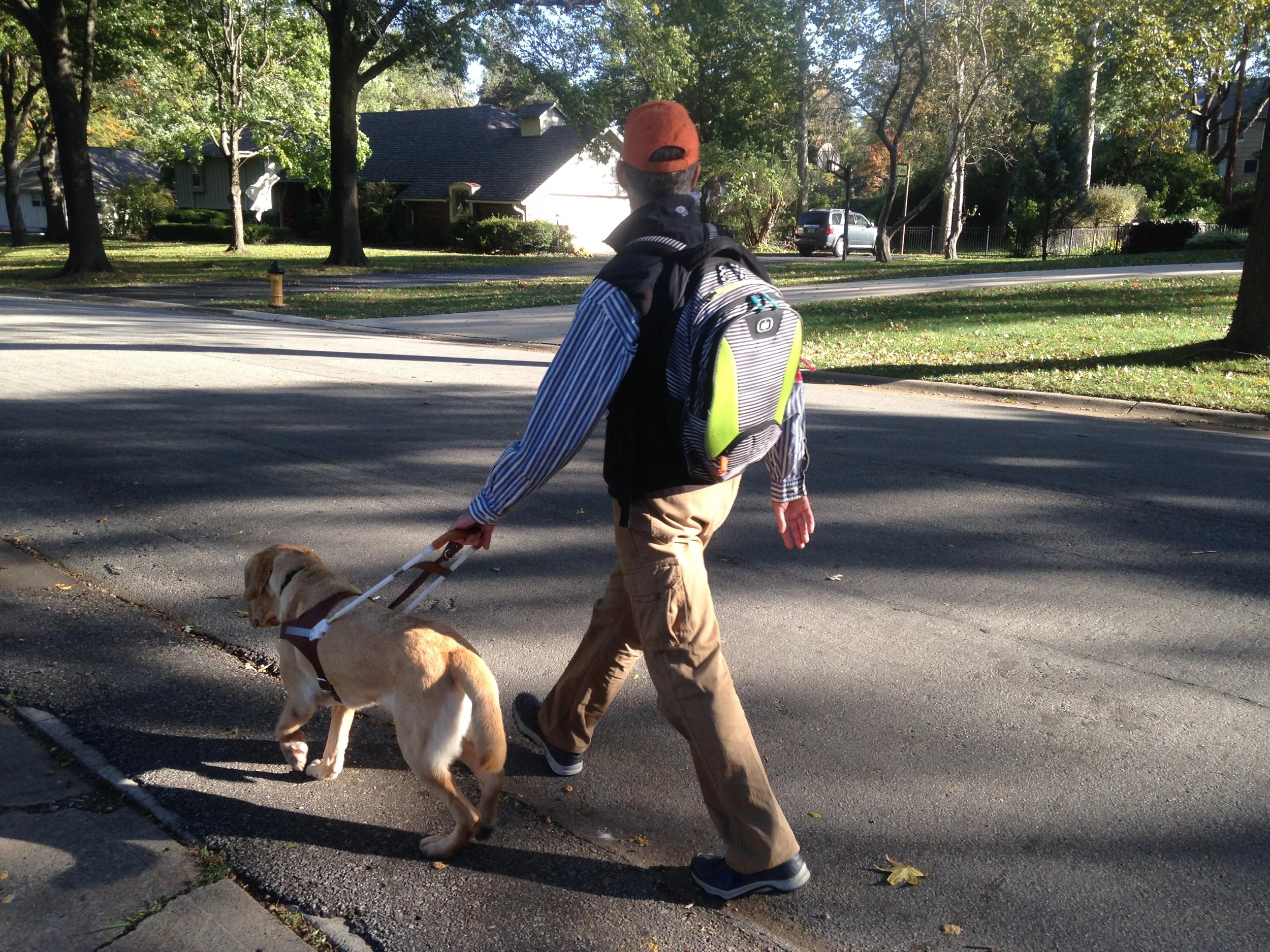 Working Guides — Guide Dogs for the Blind - Laguna Niguel Puppy Raisers
