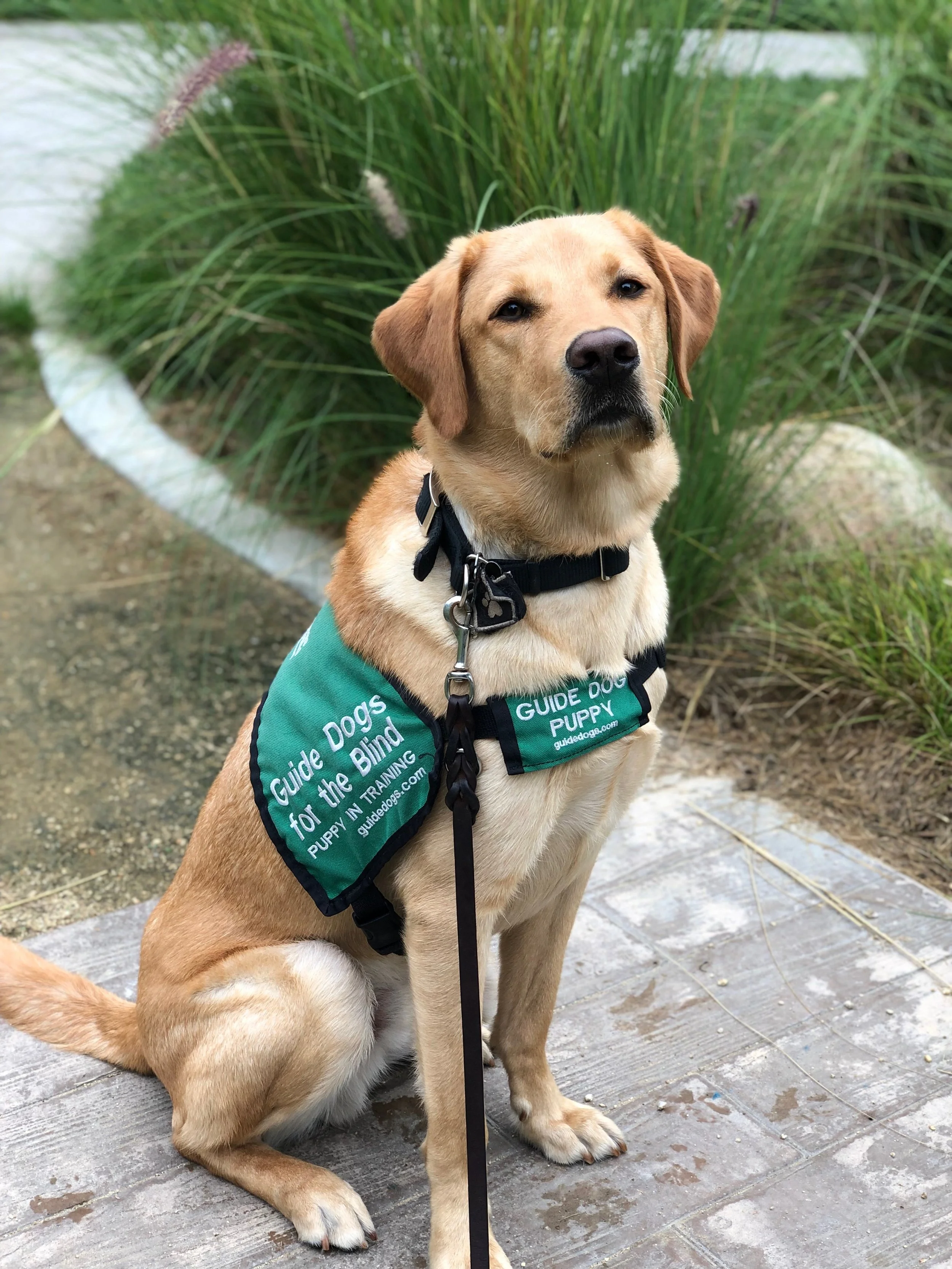 Working Guides — Guide Dogs for the Blind - Laguna Niguel Puppy Raisers