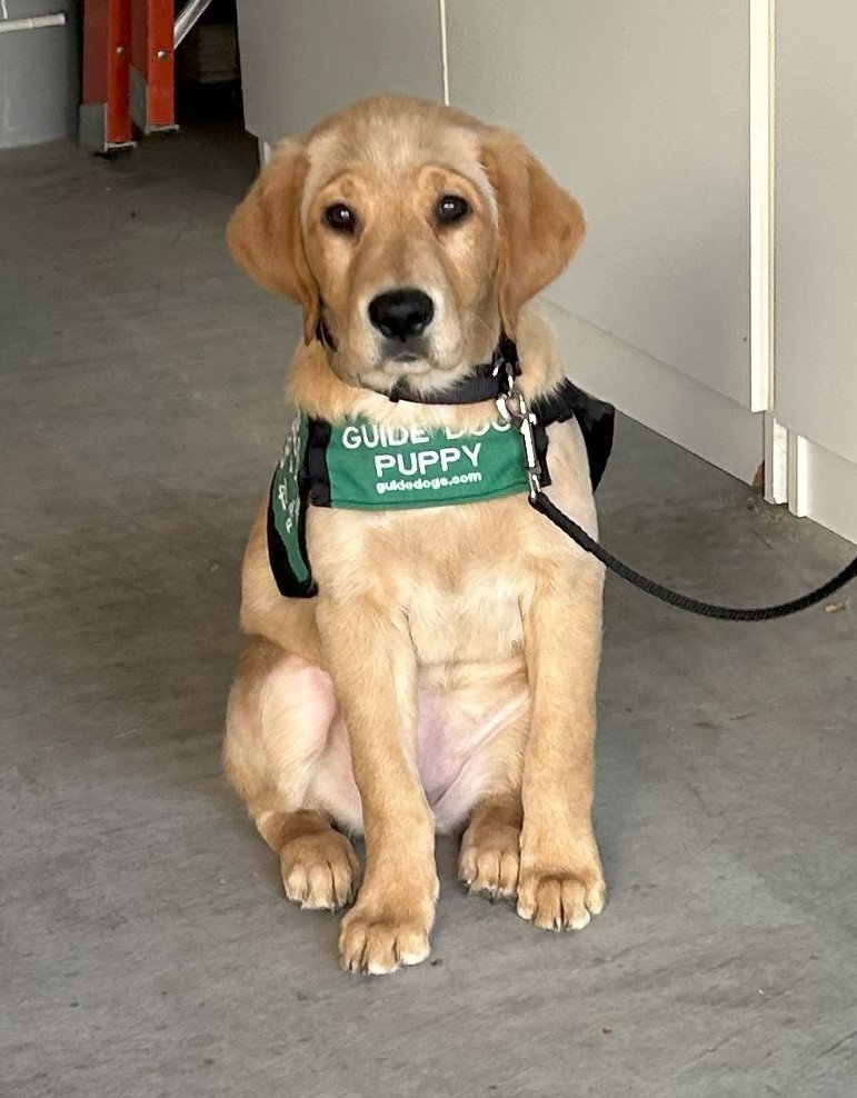 With Raisers — Guide Dogs for the Blind - Laguna Niguel Puppy Raisers