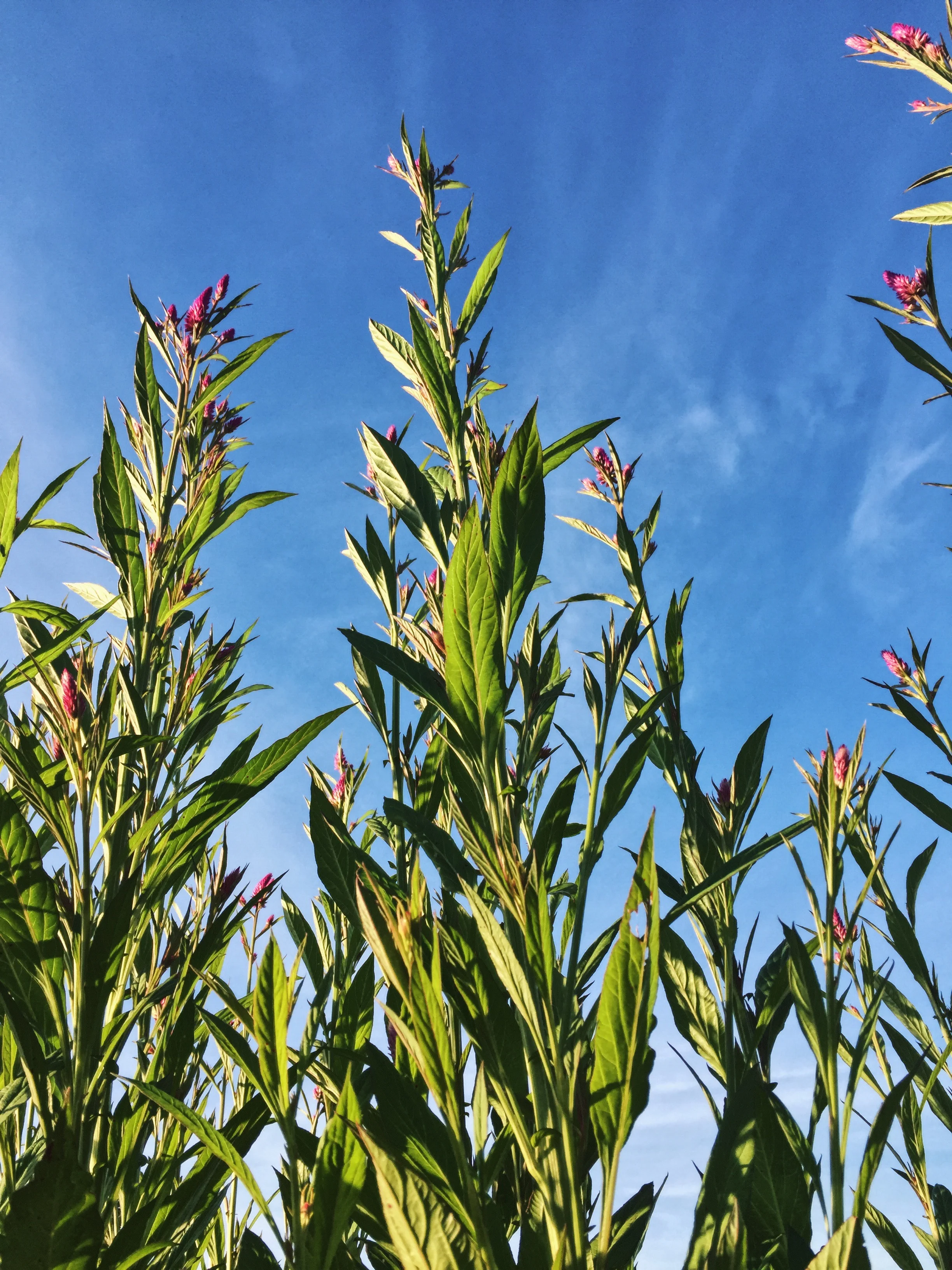 Seven Petal Flower Farm - Specialty Cut Flowers