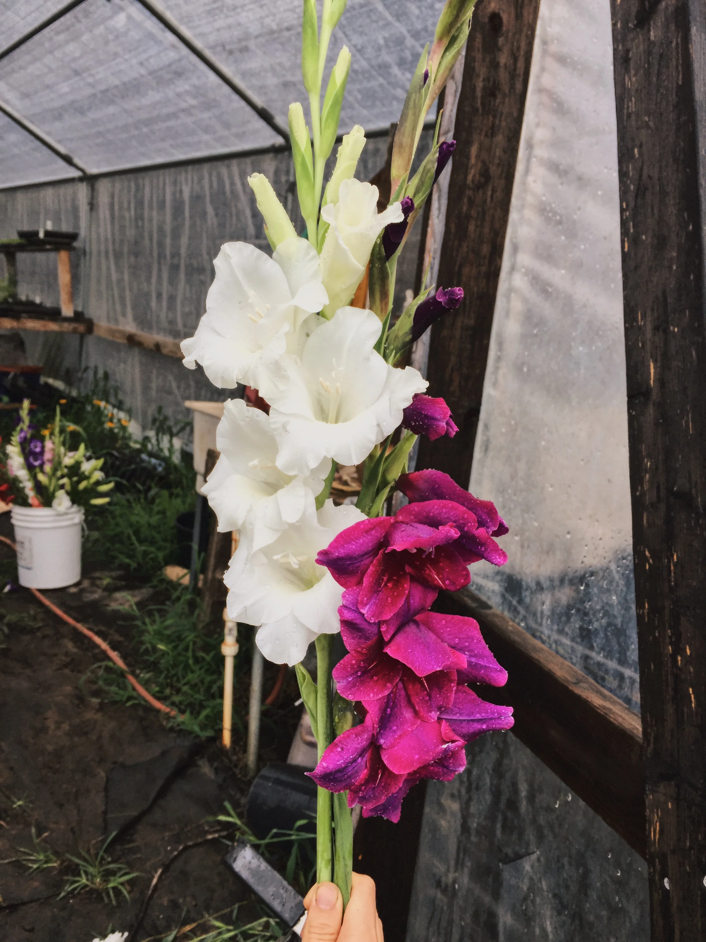 Seven Petal Flower Farm - Specialty Cut Flowers