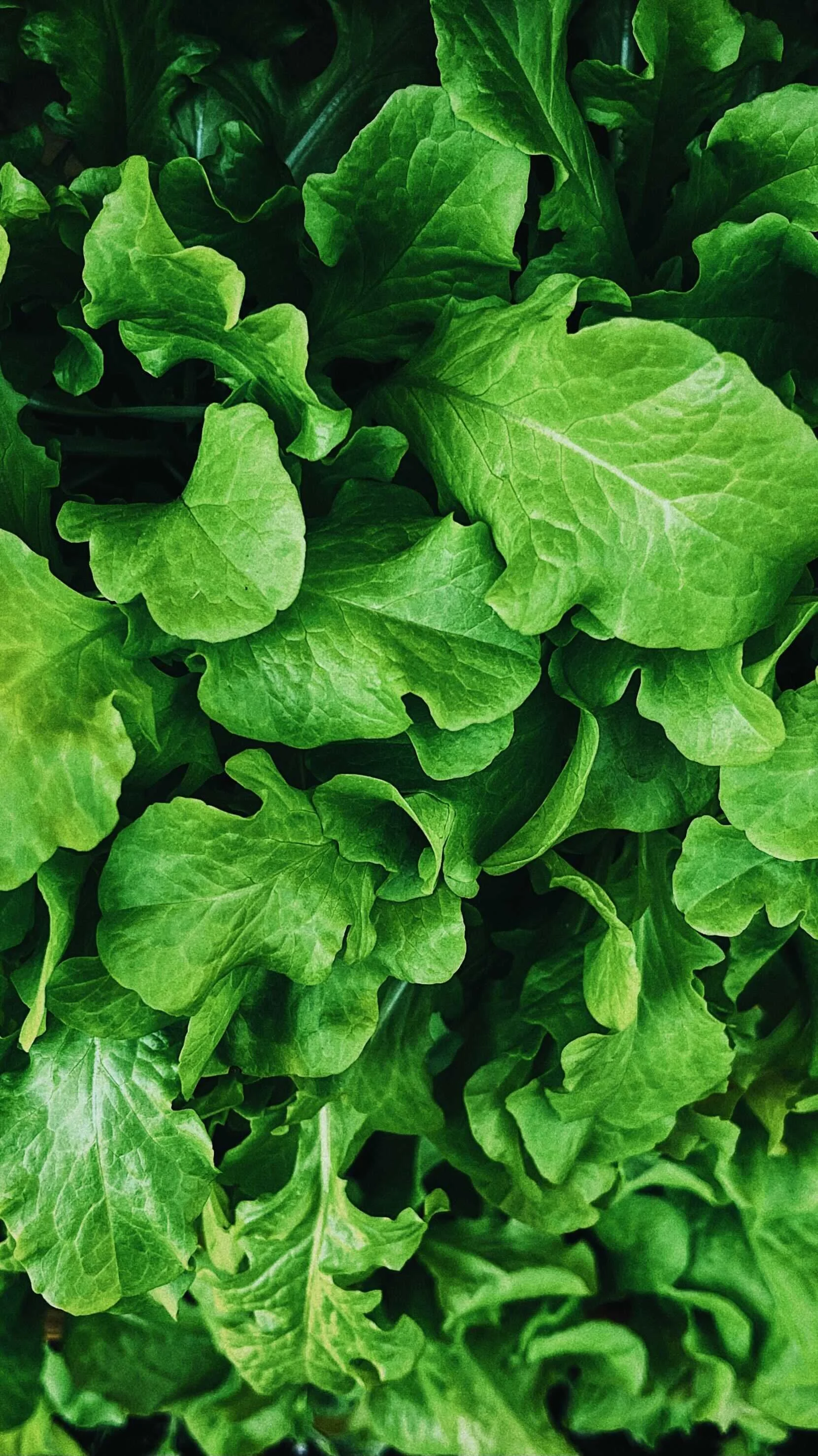 Treelines Photography | Details | Edmonton, Alberta Photographer ...