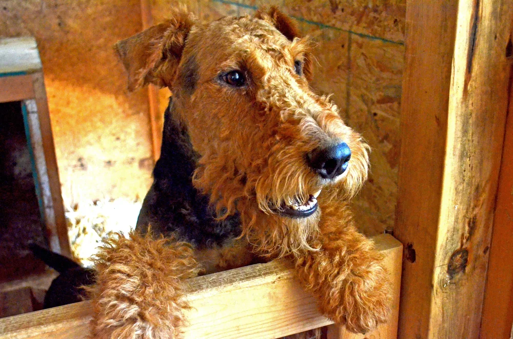 Are Airedales Smart