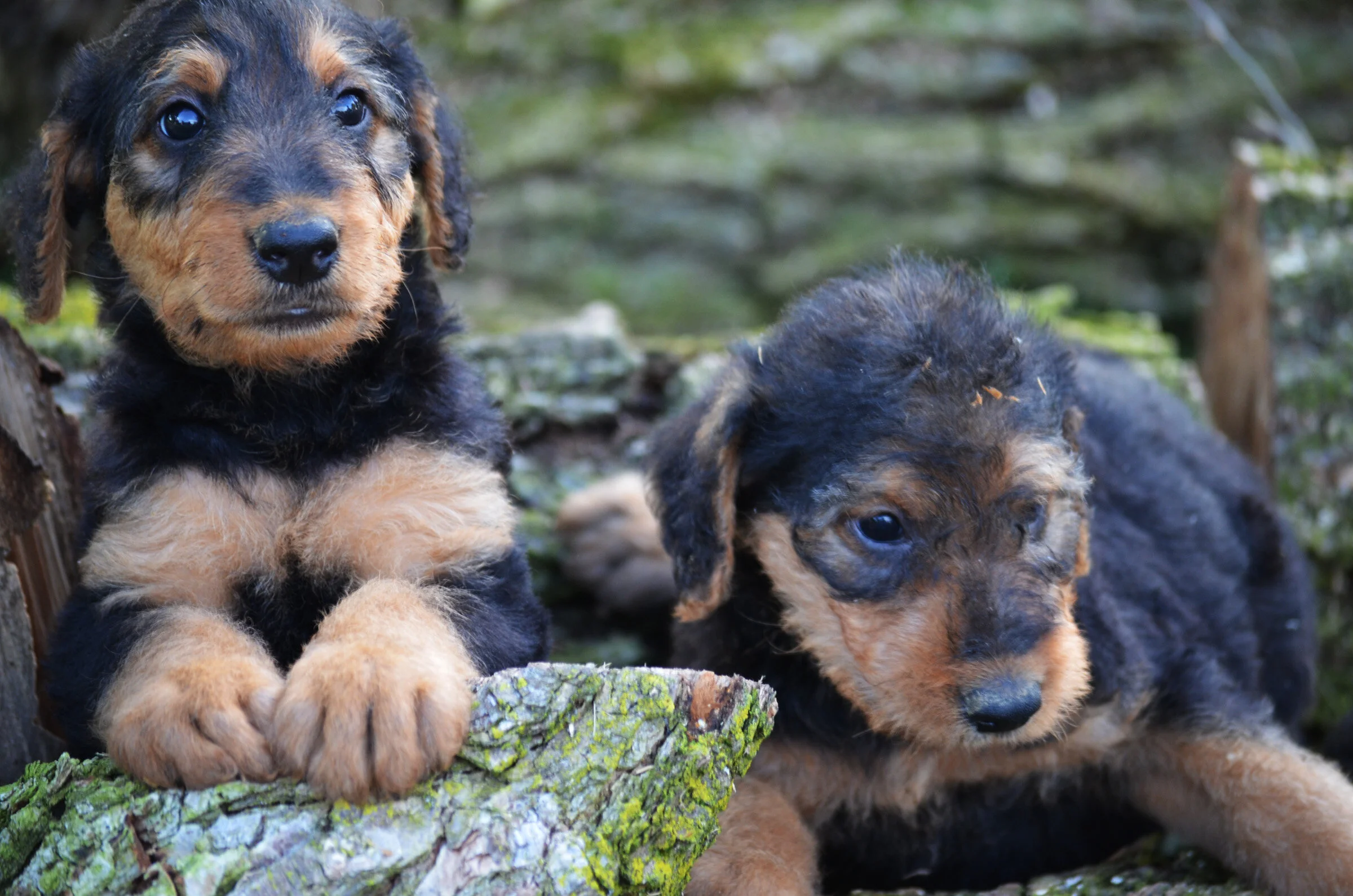 Blue Barn AiredalesAbout Blue Barn Airedales