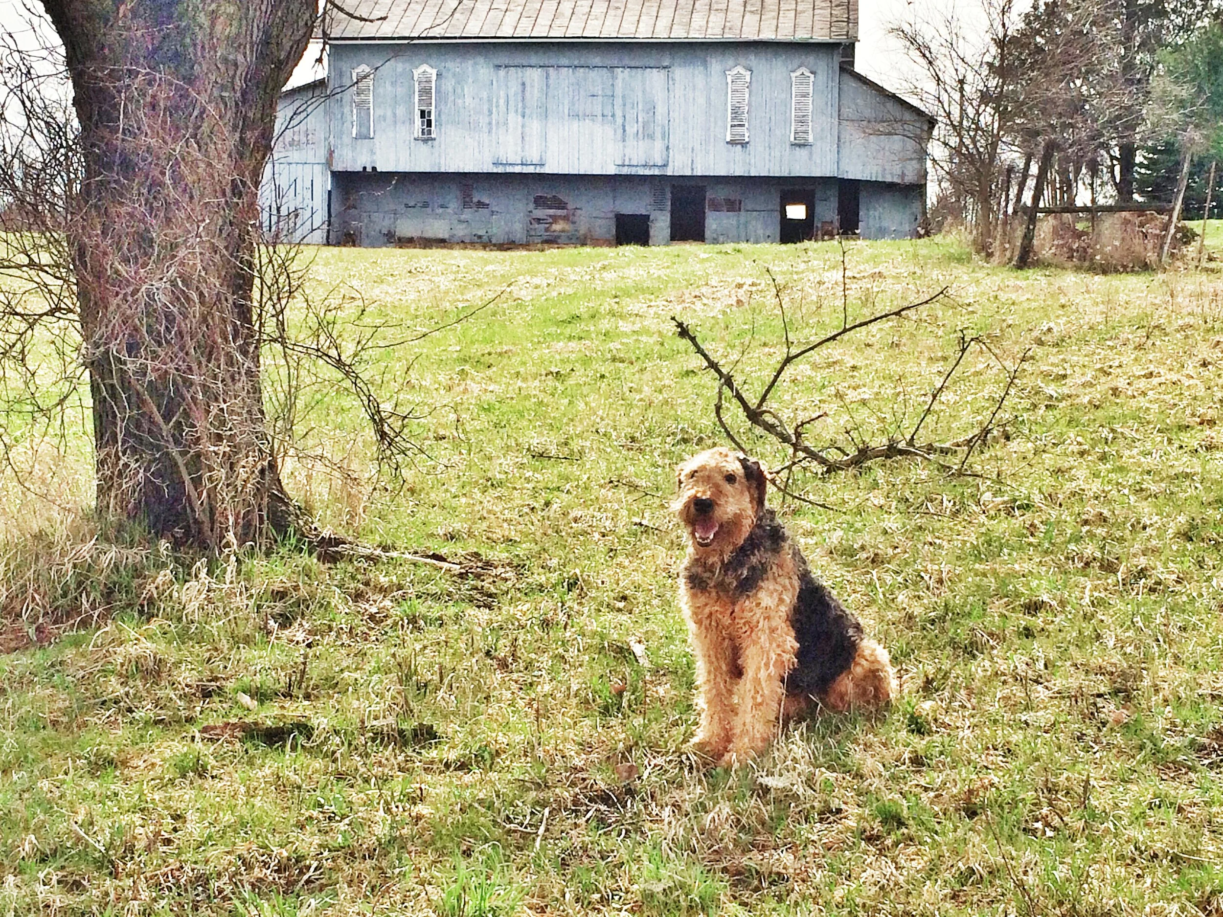 Blue Barn AiredalesAbout Blue Barn Airedales