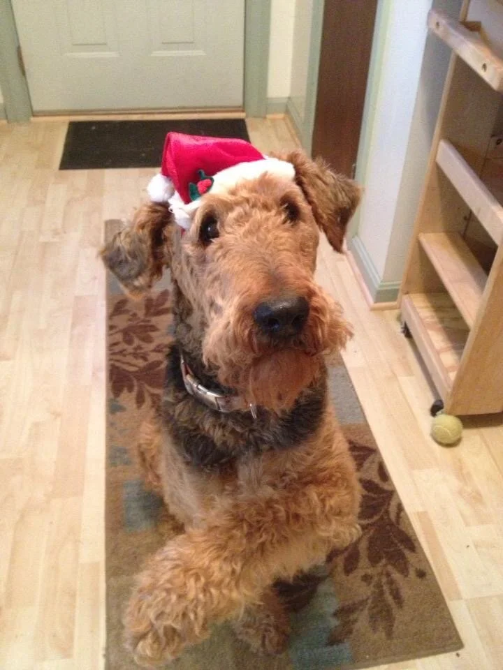 Blue Barn AiredalesAbout Blue Barn Airedales