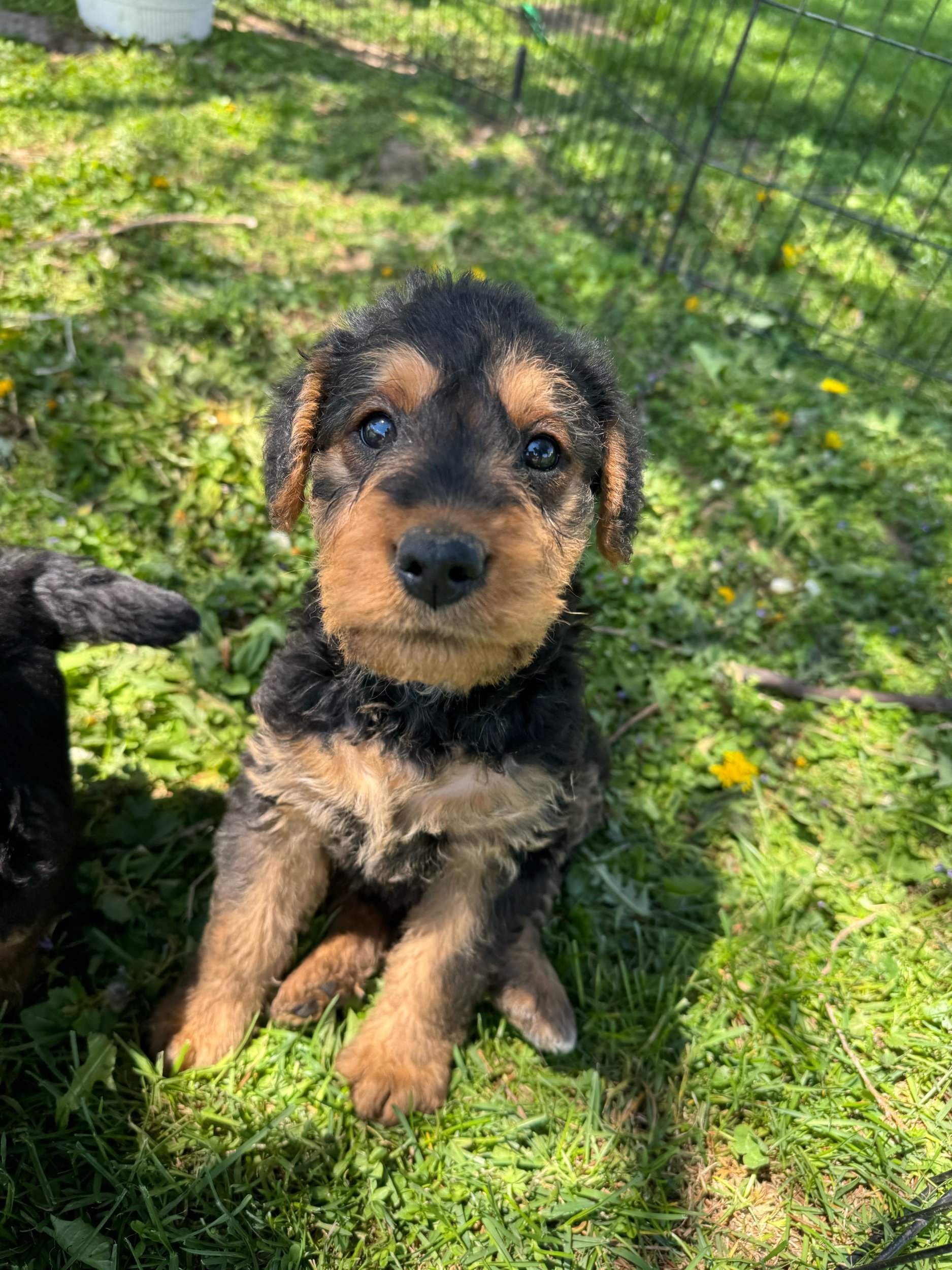 Blue Barn AiredalesAbout Blue Barn Airedales