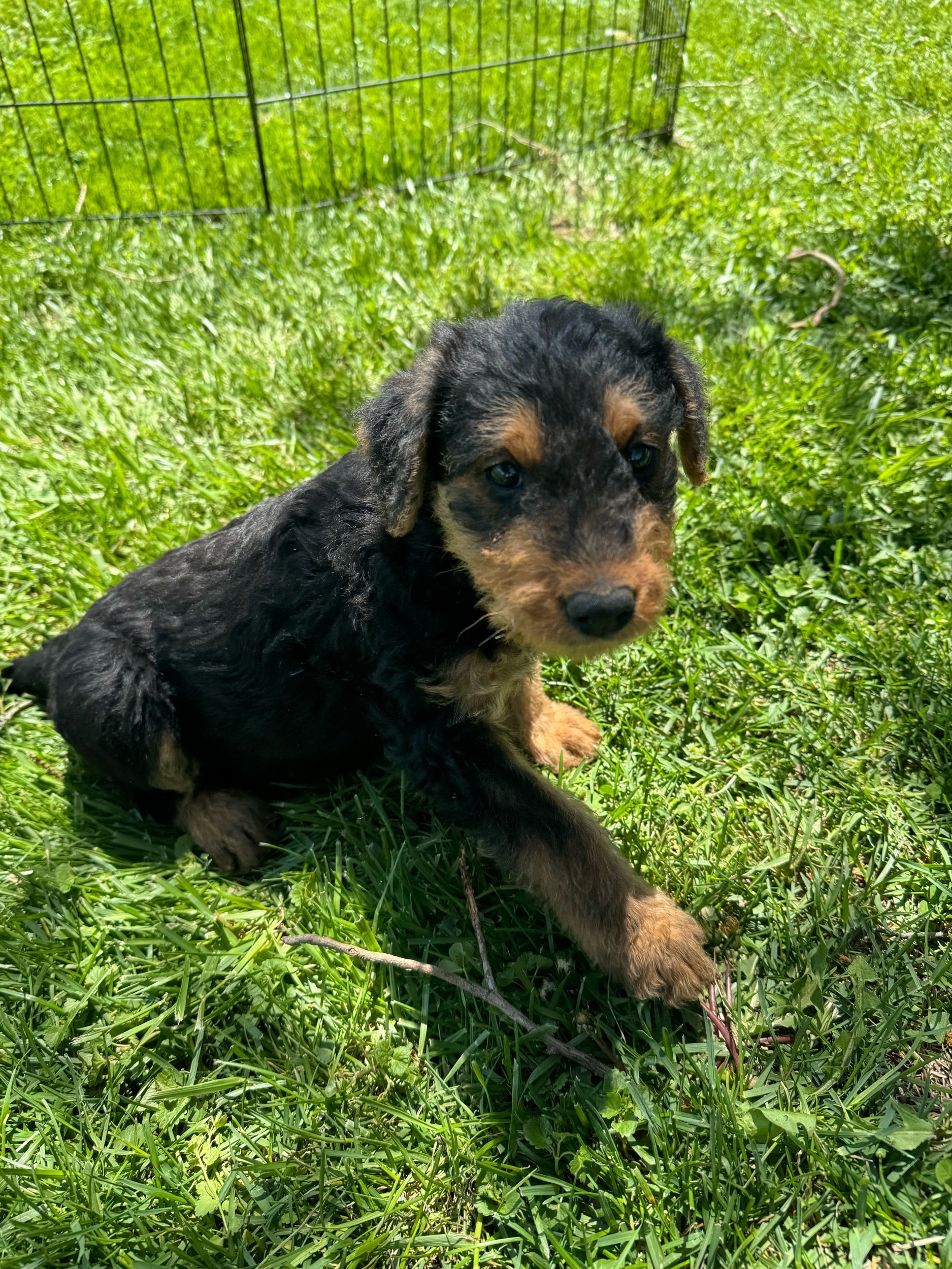 Blue Barn AiredalesAbout Blue Barn Airedales