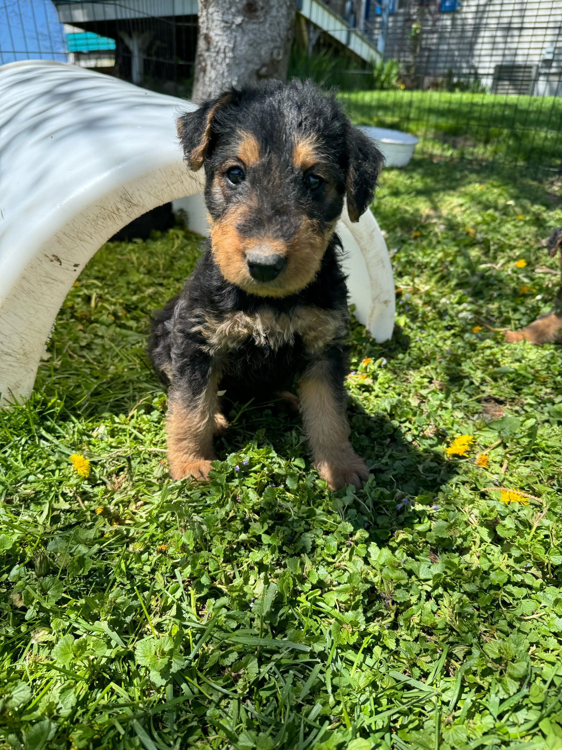 Blue Barn AiredalesAbout Blue Barn Airedales