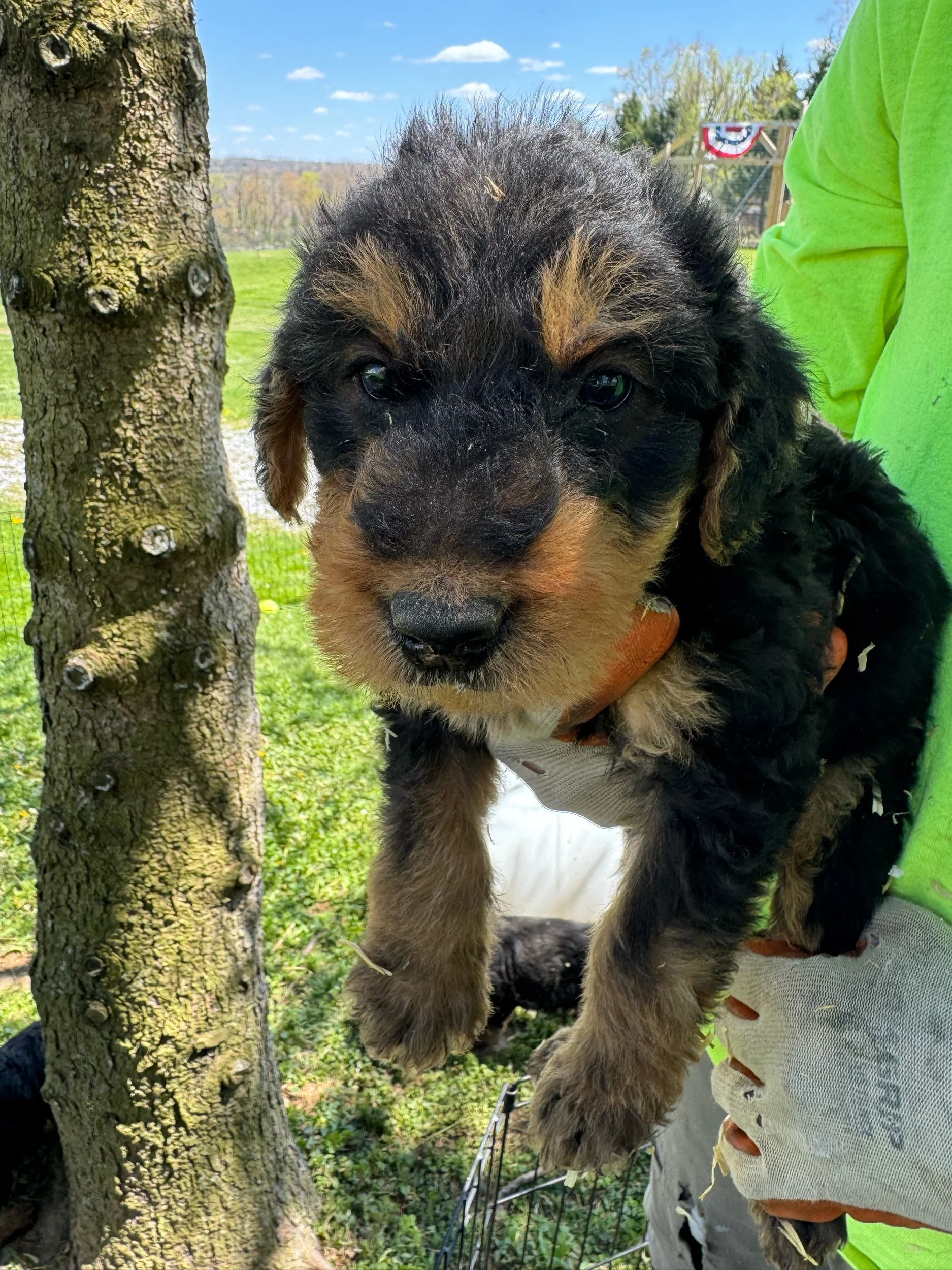 Blue Barn AiredalesAbout Blue Barn Airedales