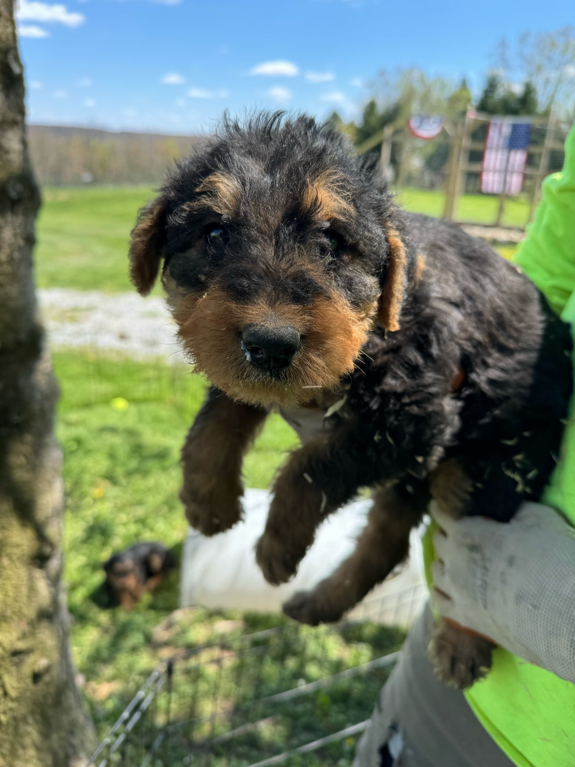 Blue Barn AiredalesAbout Blue Barn Airedales