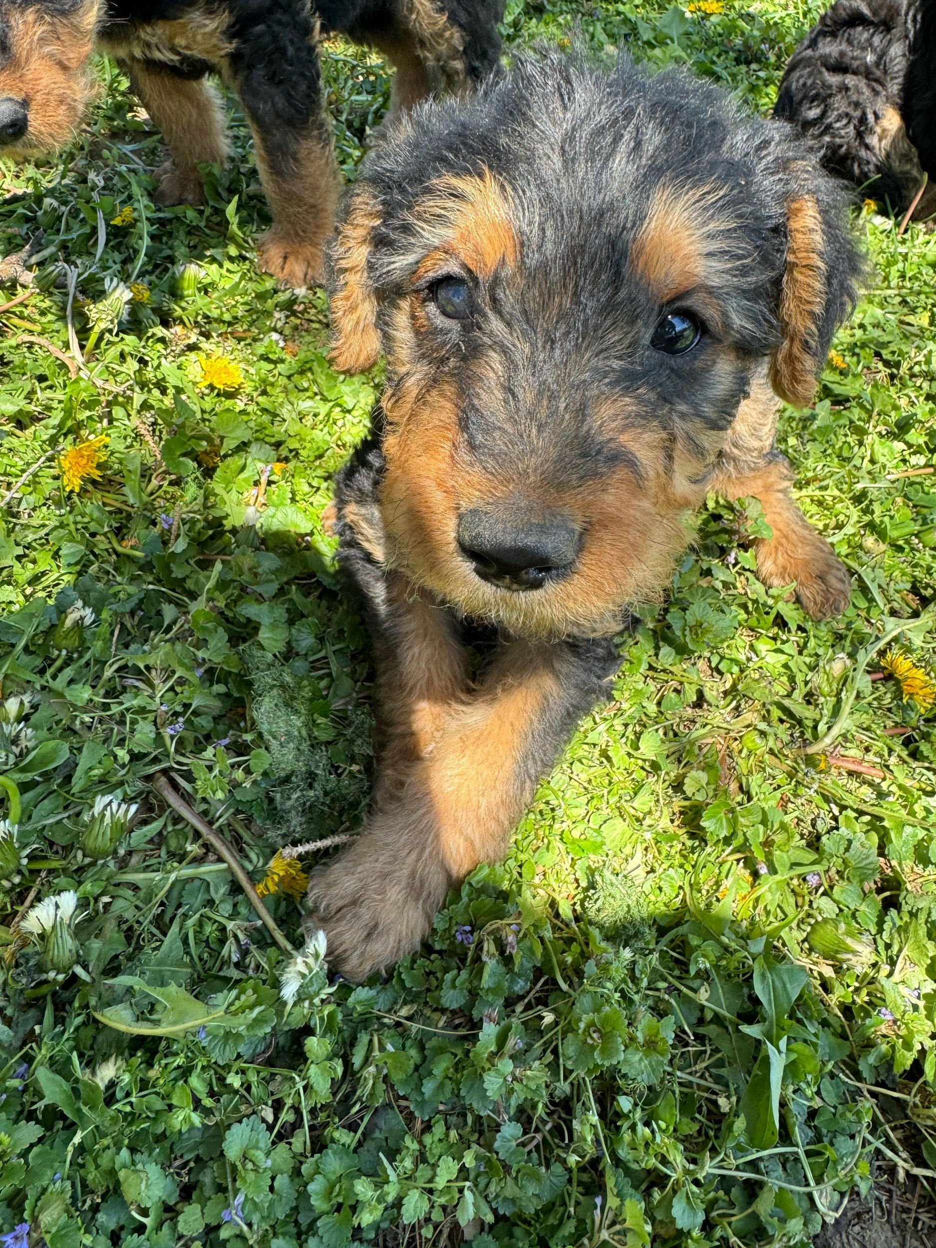 Blue Barn AiredalesAbout Blue Barn Airedales