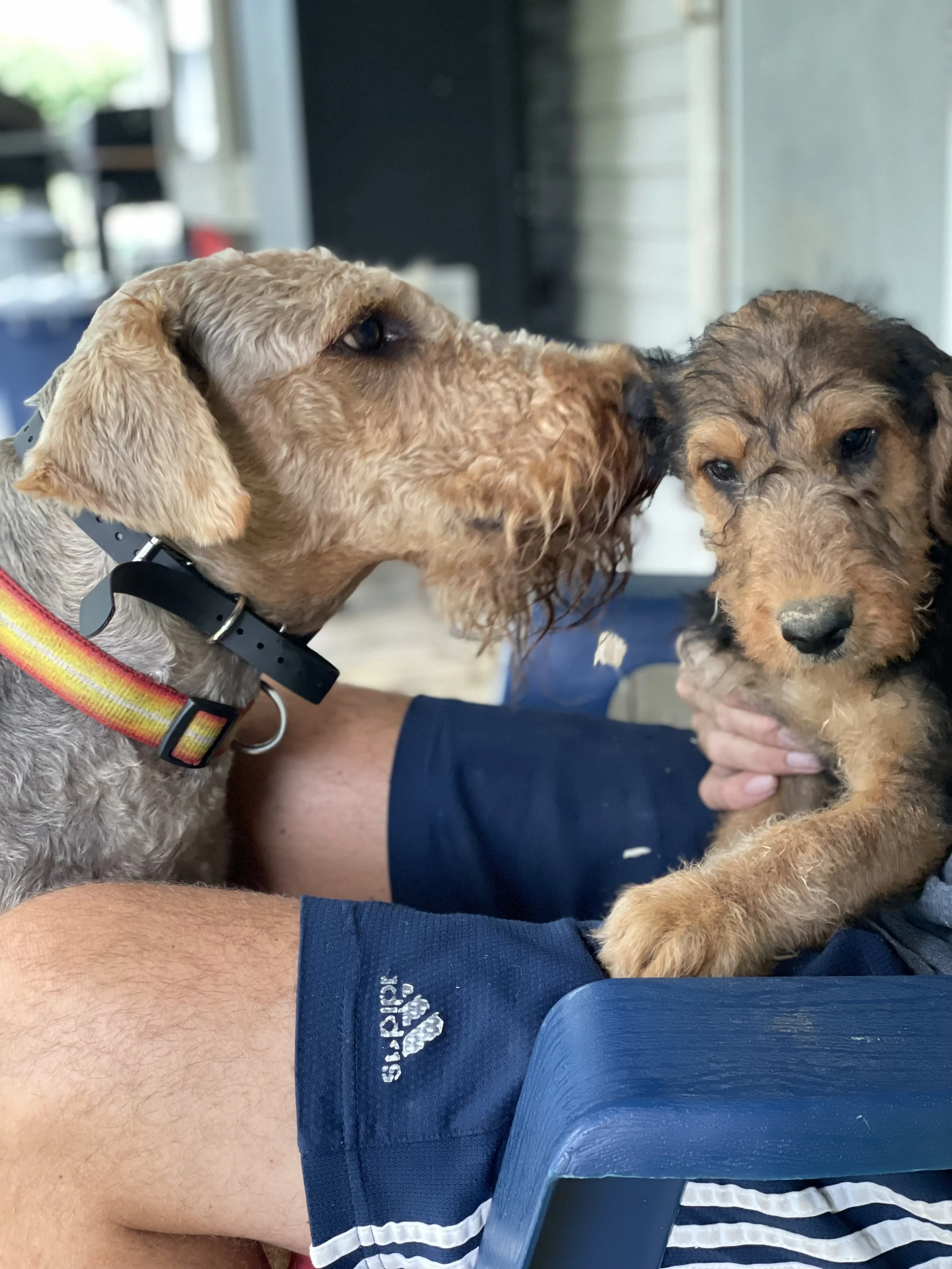 Blue Barn AiredalesAbout Blue Barn Airedales