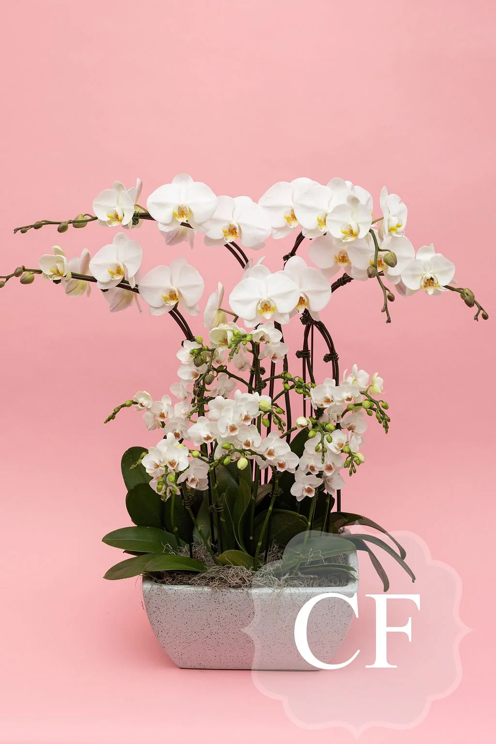 Avante Garden - In your choice of colors — Charmed Flowers | Waterloo ...