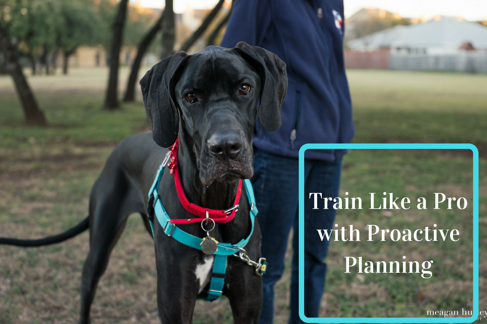Proactive Planning v. Reactive Responses — Dog & Puppy Training