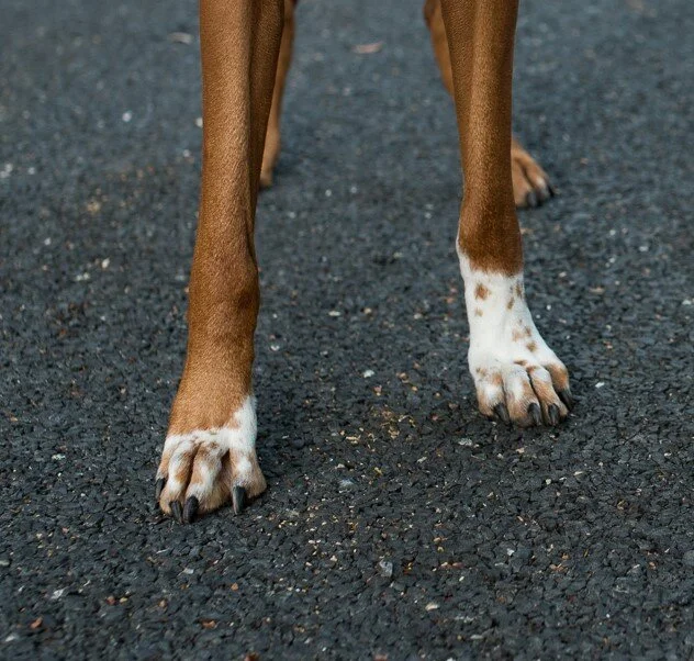 Teaching a Dog to Enjoy Nail Trims — Dog & Puppy Training