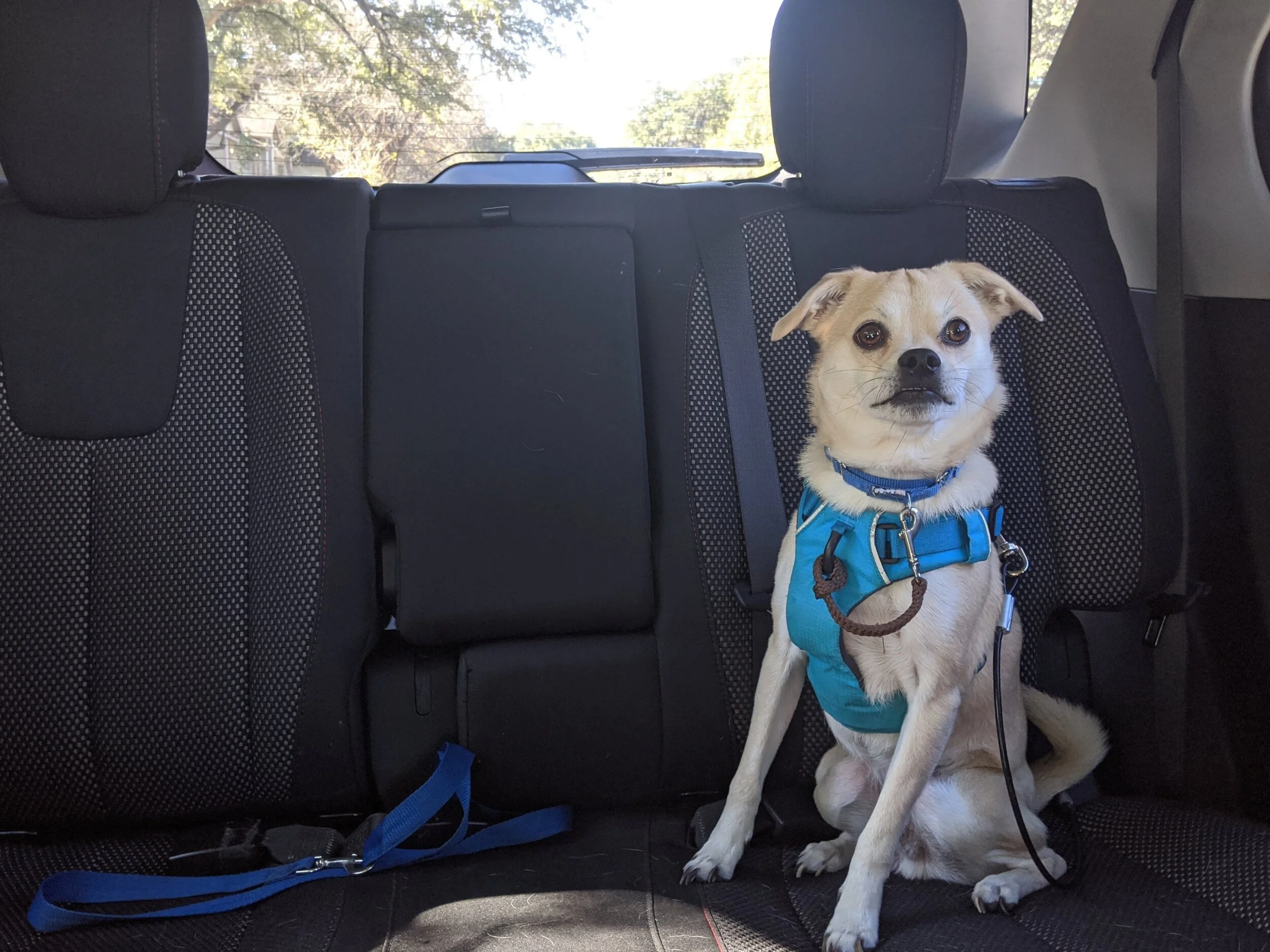 7 Ways to Keep Your Dog Safer — Dog & Puppy Training