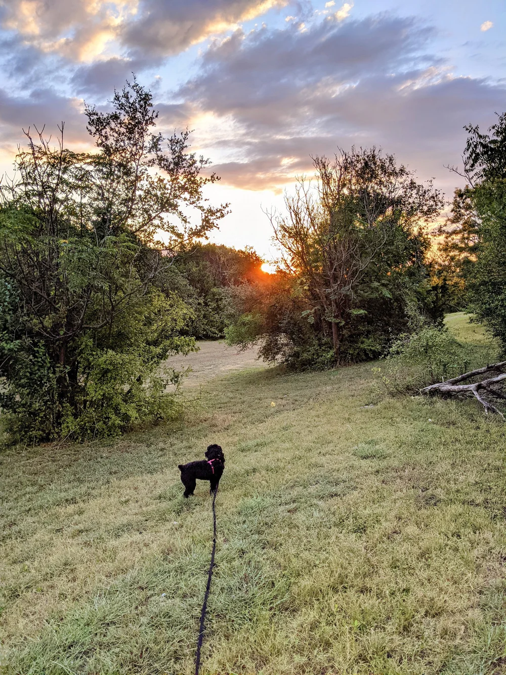 Sniffari: The Walk Your Dog Has Been Dreaming Of — Dog & Puppy Training