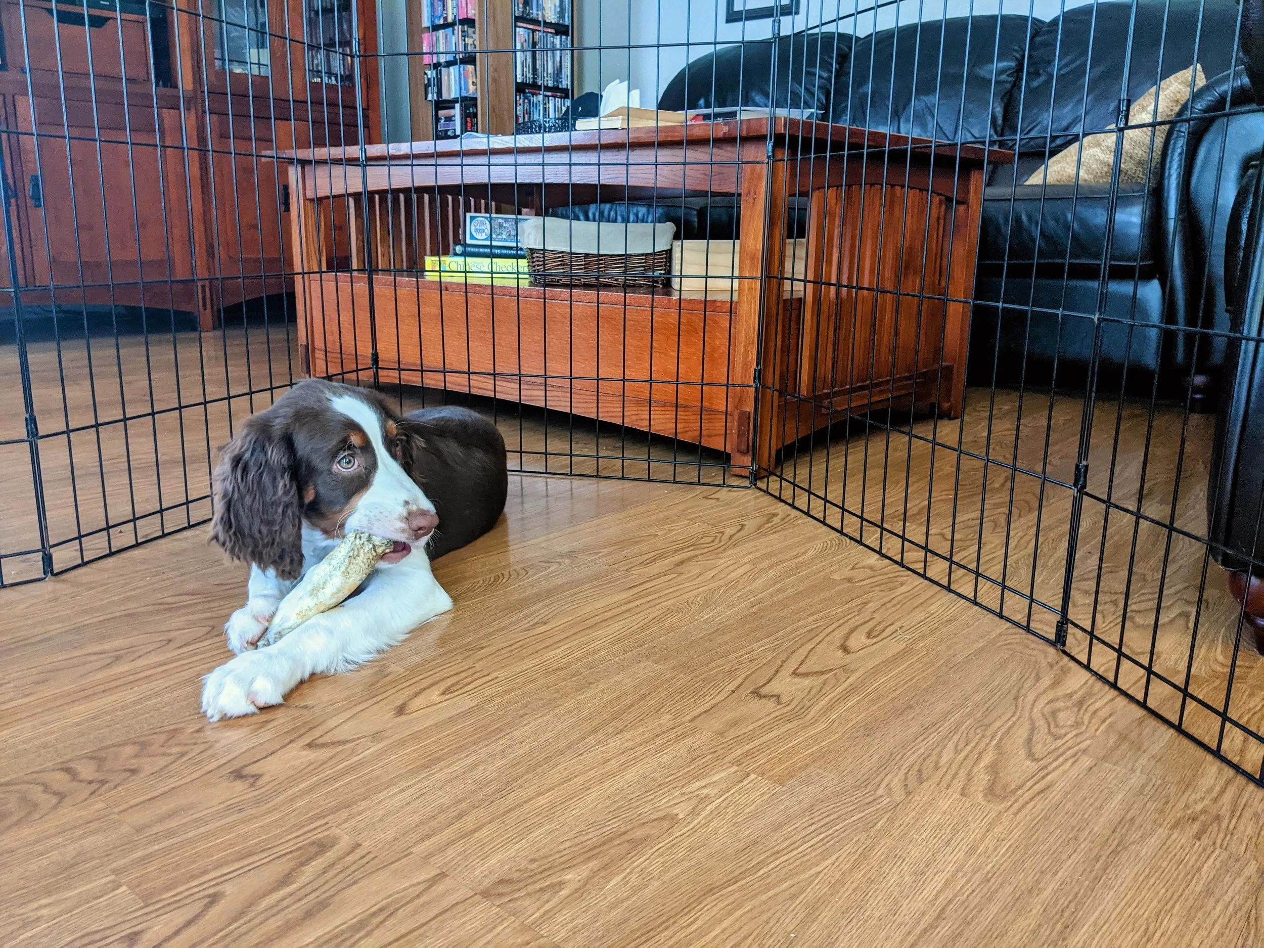 Puppy Proofing Your Home — Dog & Puppy Training