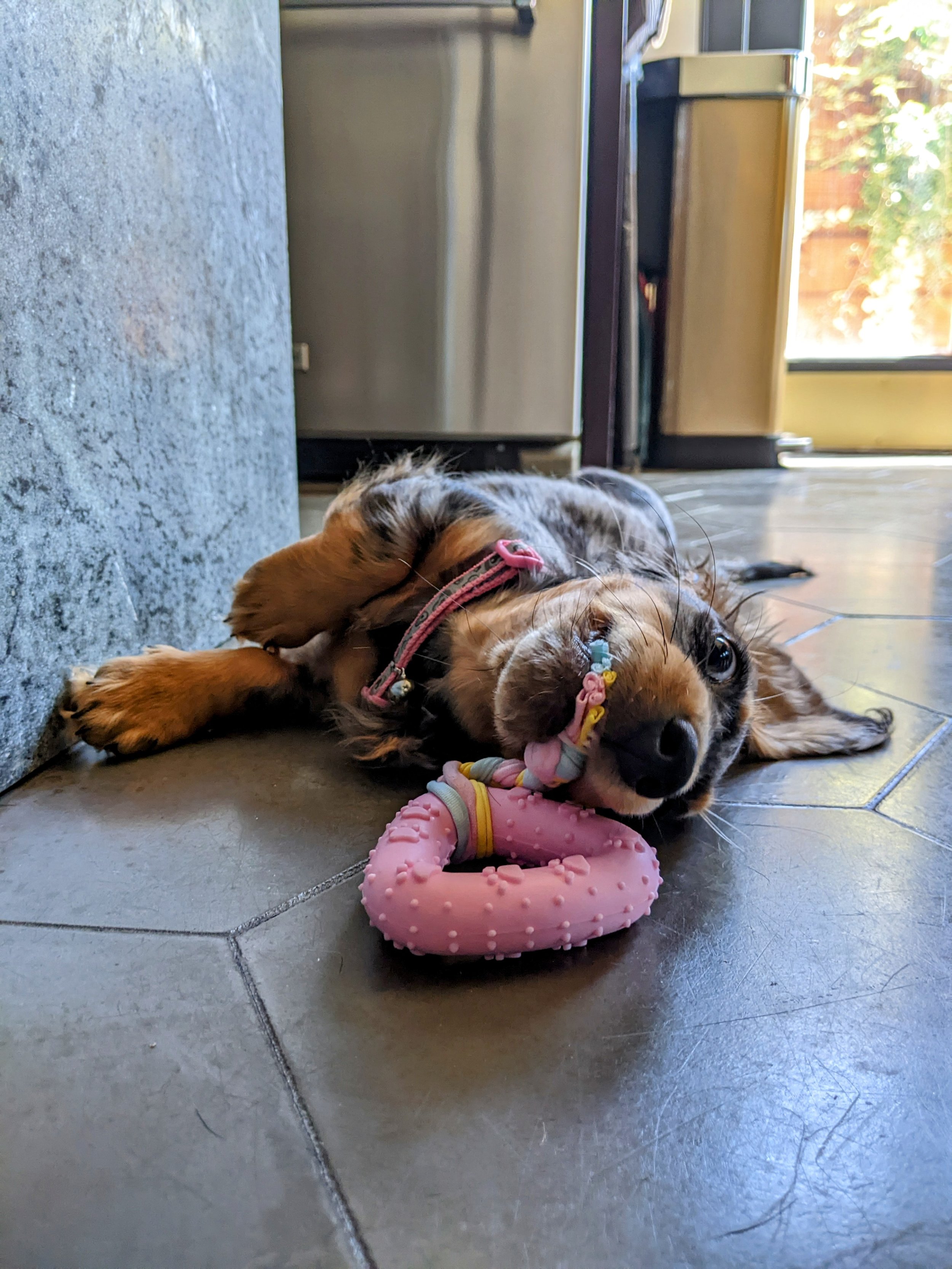 In-Home Puppy Training for Potty Training, Biting and More — Dog ...
