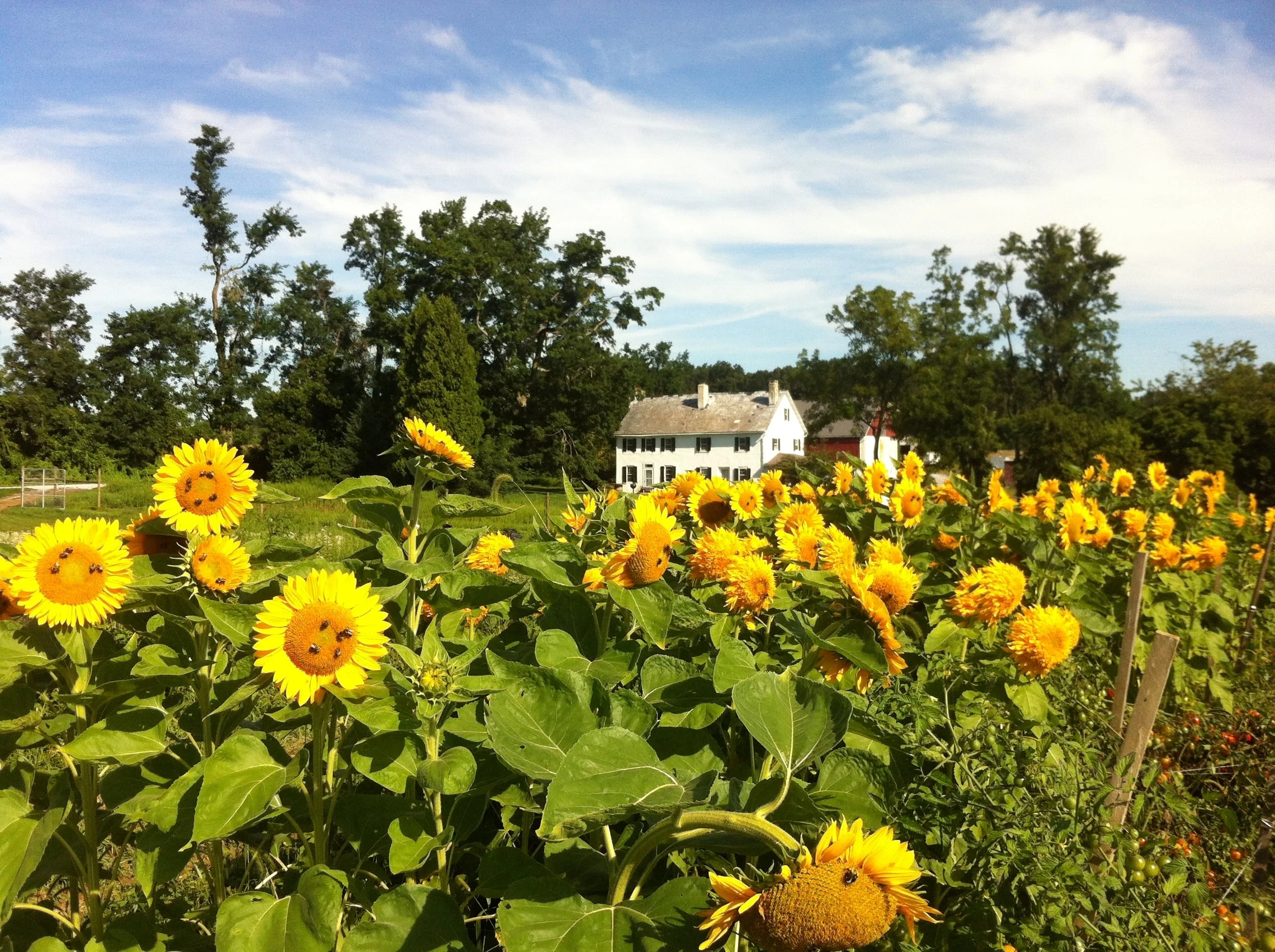 Growing Practices — Two Gander Farm