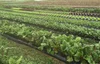 Two Gander Farm
