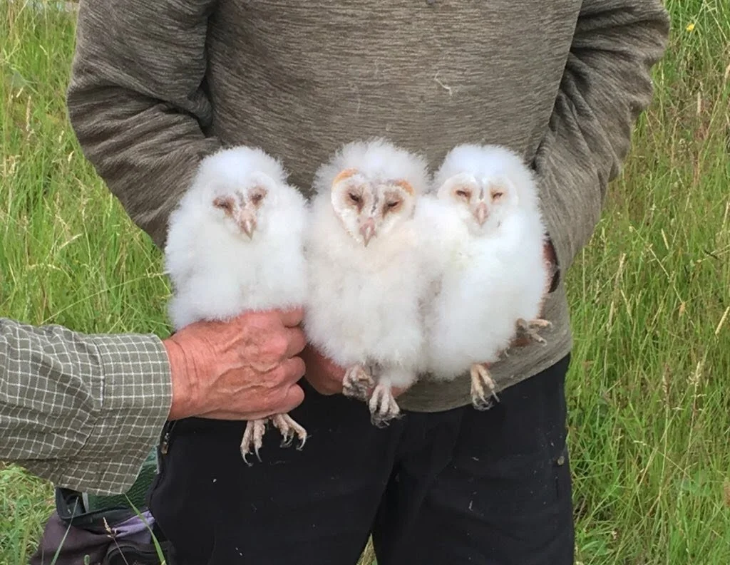 Another year, another brood of Barn Owl chicks! — Forest of Hearts