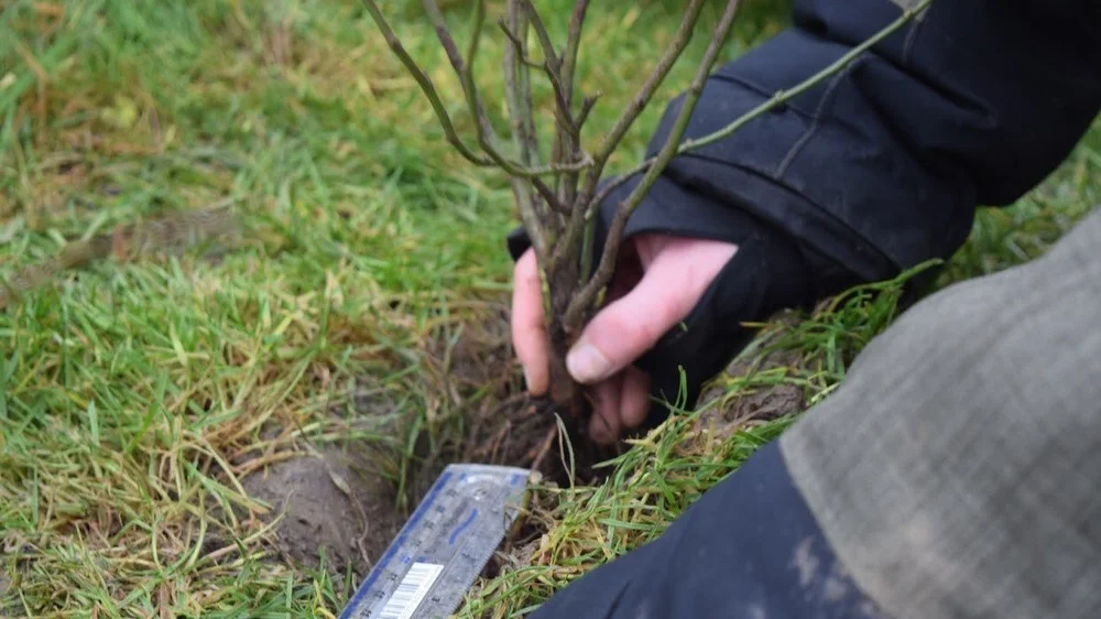 How to plant a tree — Forest of Hearts