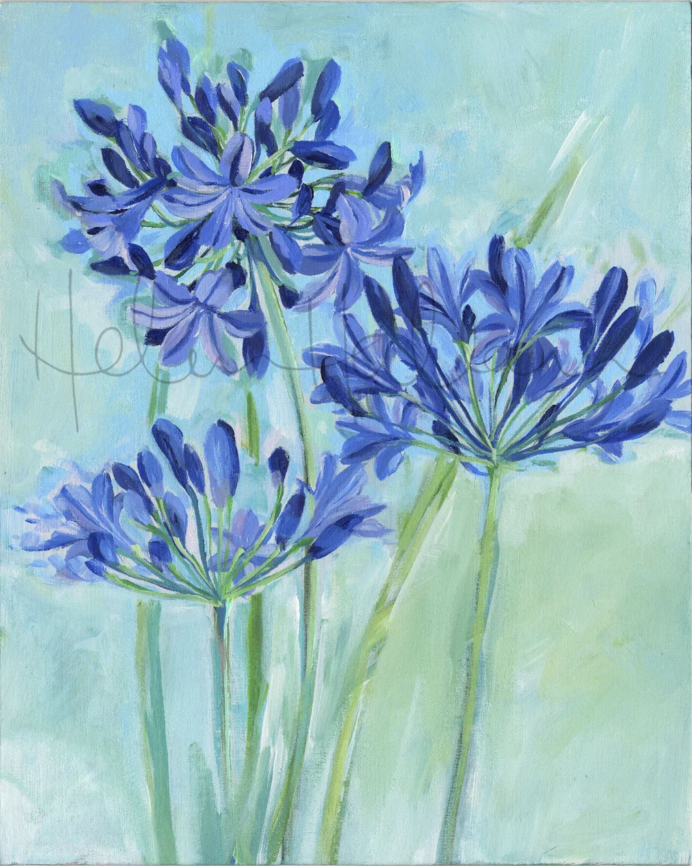 Agapanthus Painting
