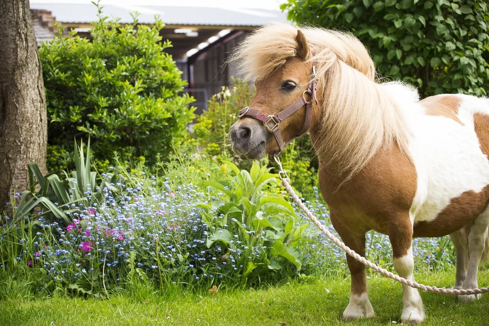 Pony Walking Experience — Equine PathwaysUK