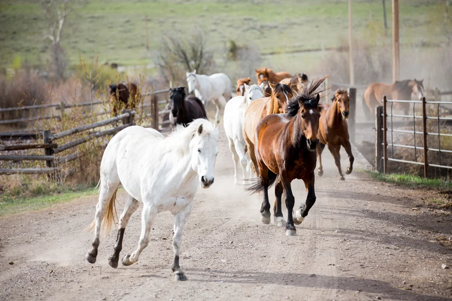 Ranch Life — Rocking Z Guest Ranch