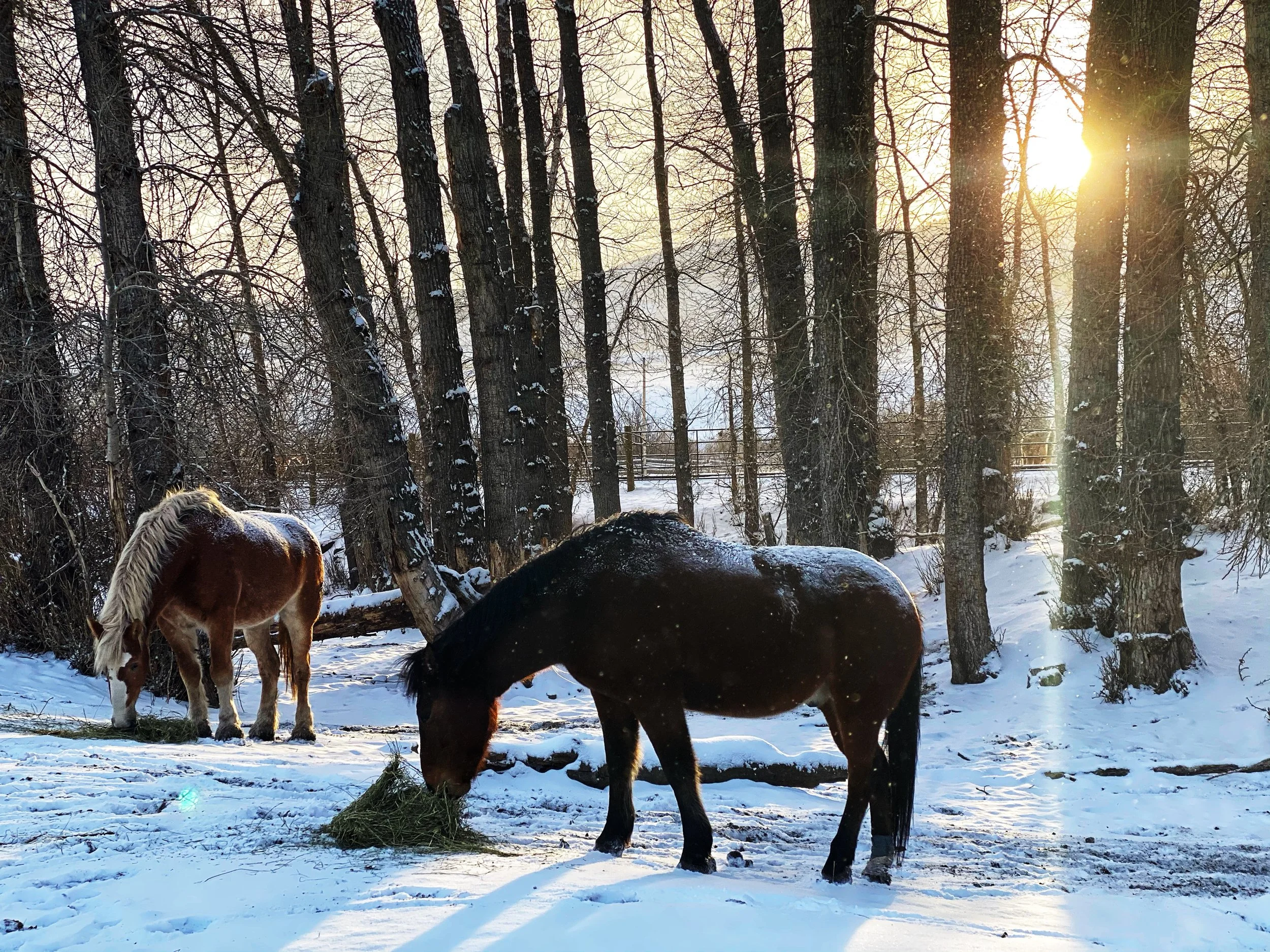 Family Blog — Rocking Z Guest Ranch