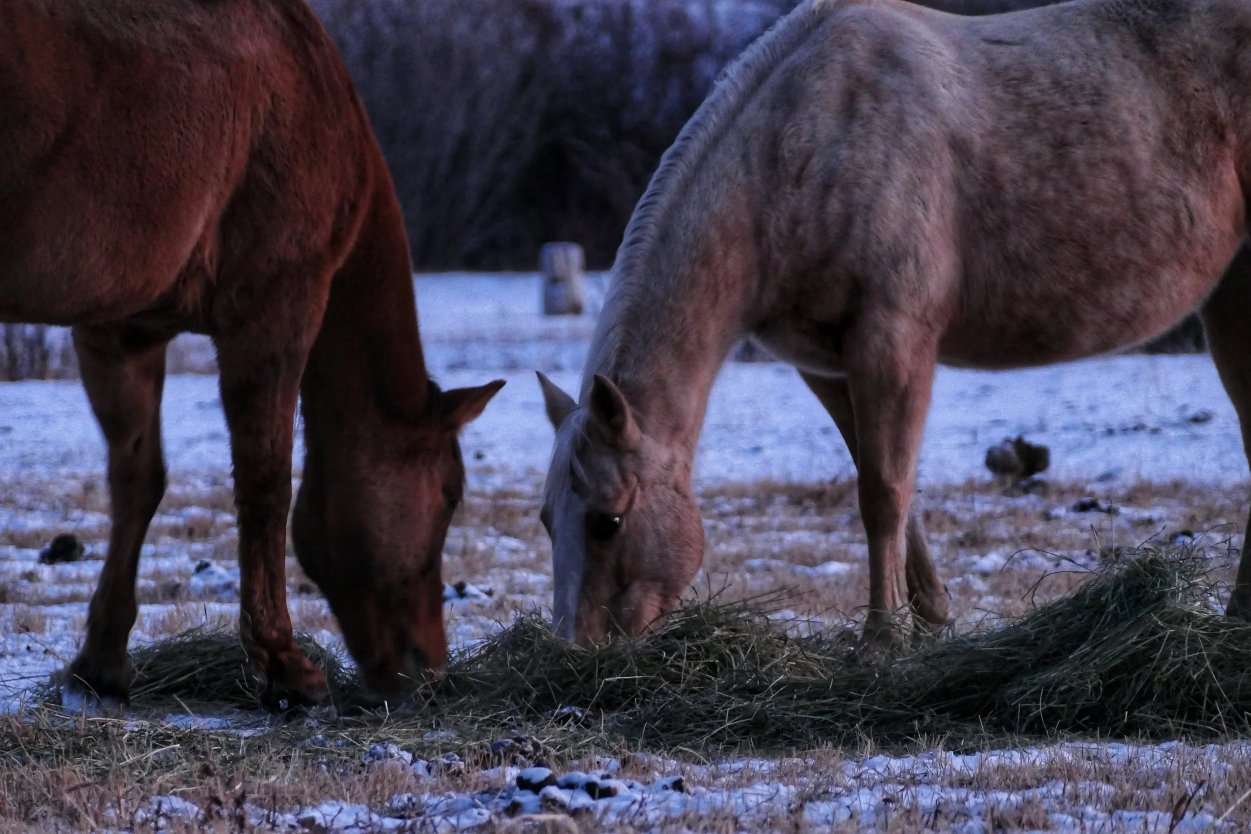 Family Blog — Rocking Z Guest Ranch